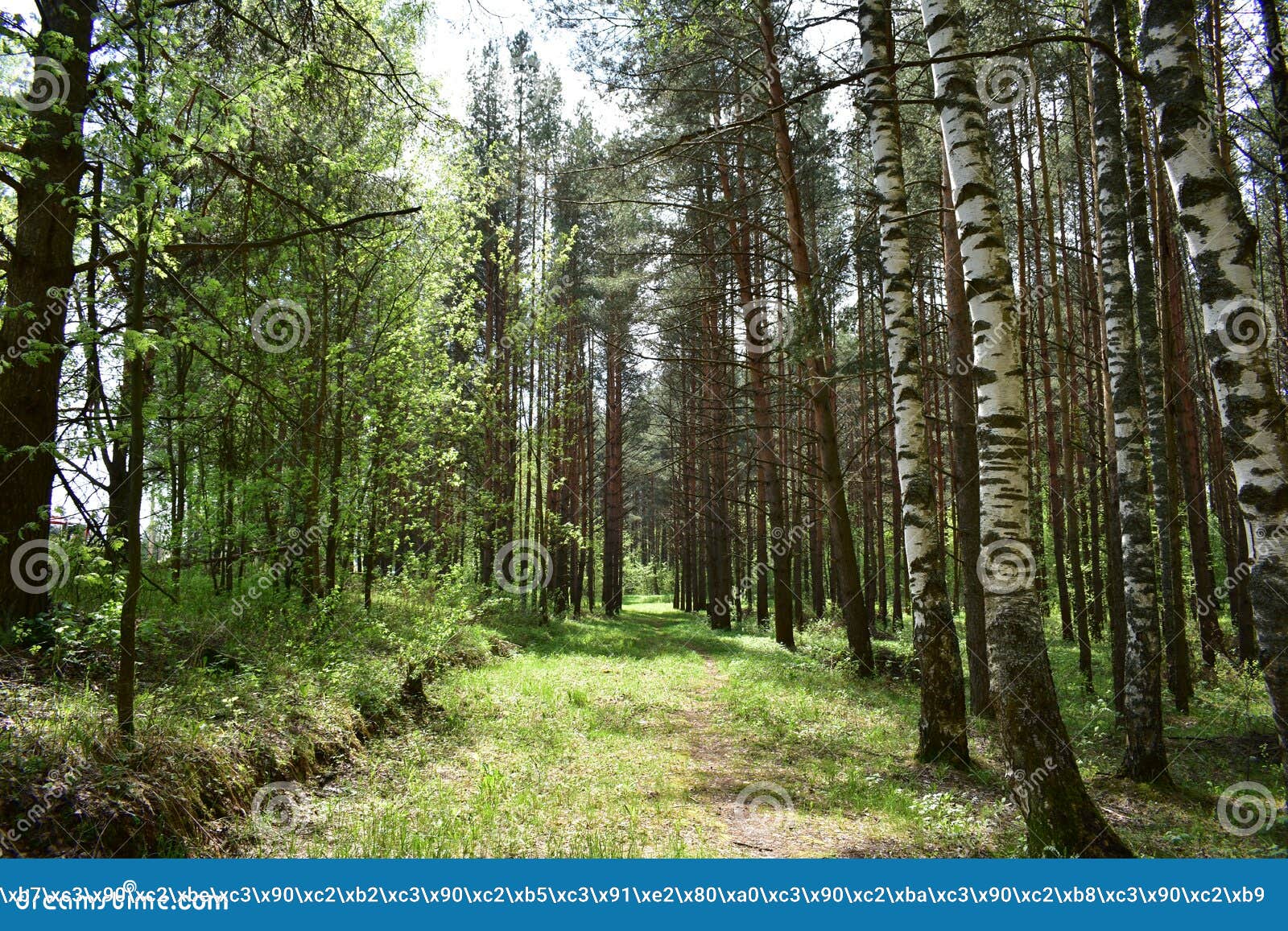 Branches Of Shrubs And Trees. Curly, Withered Sticks. Texture ...