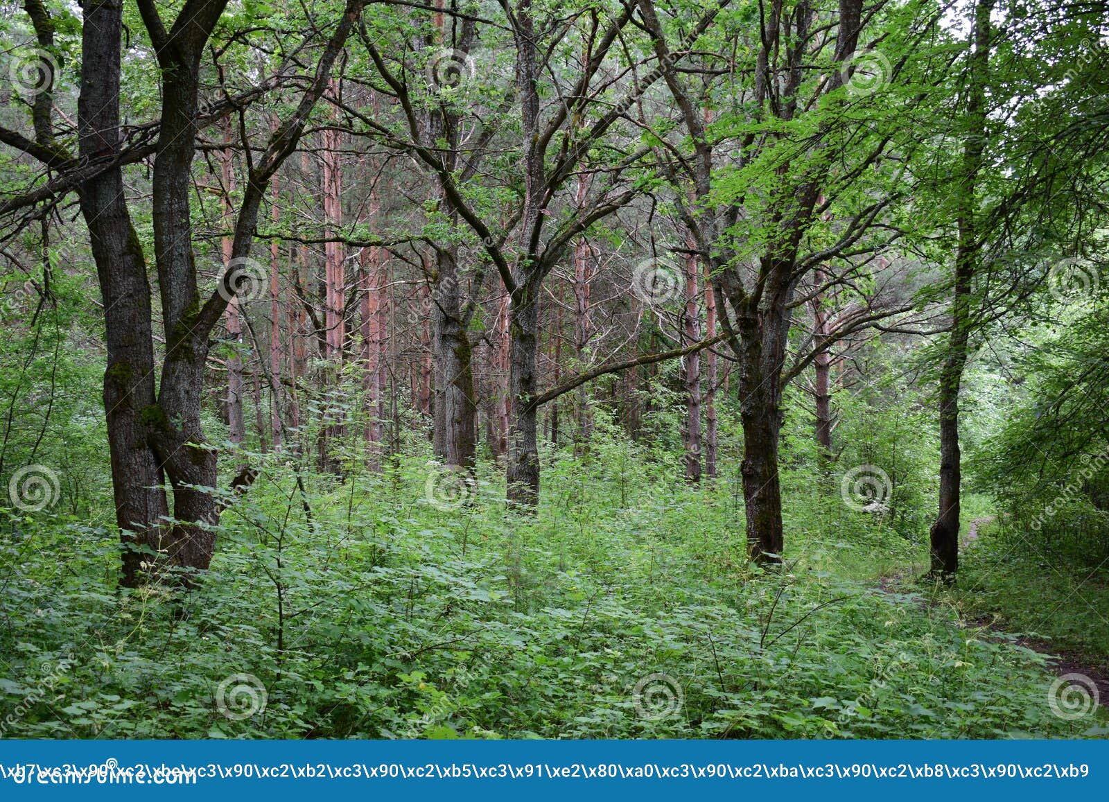 Path Road in an Oak Grove. Deciduous Forest Stock Image - Image of ...