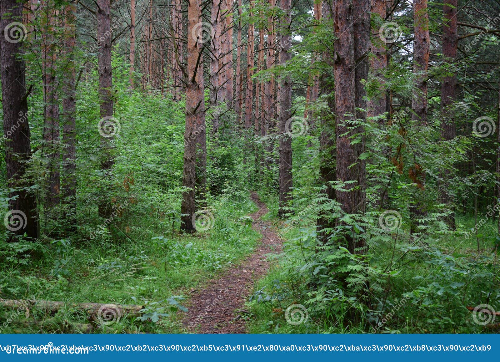 The Path is a Road in a Forest. Deciduous Forest. Trees Bent Their ...