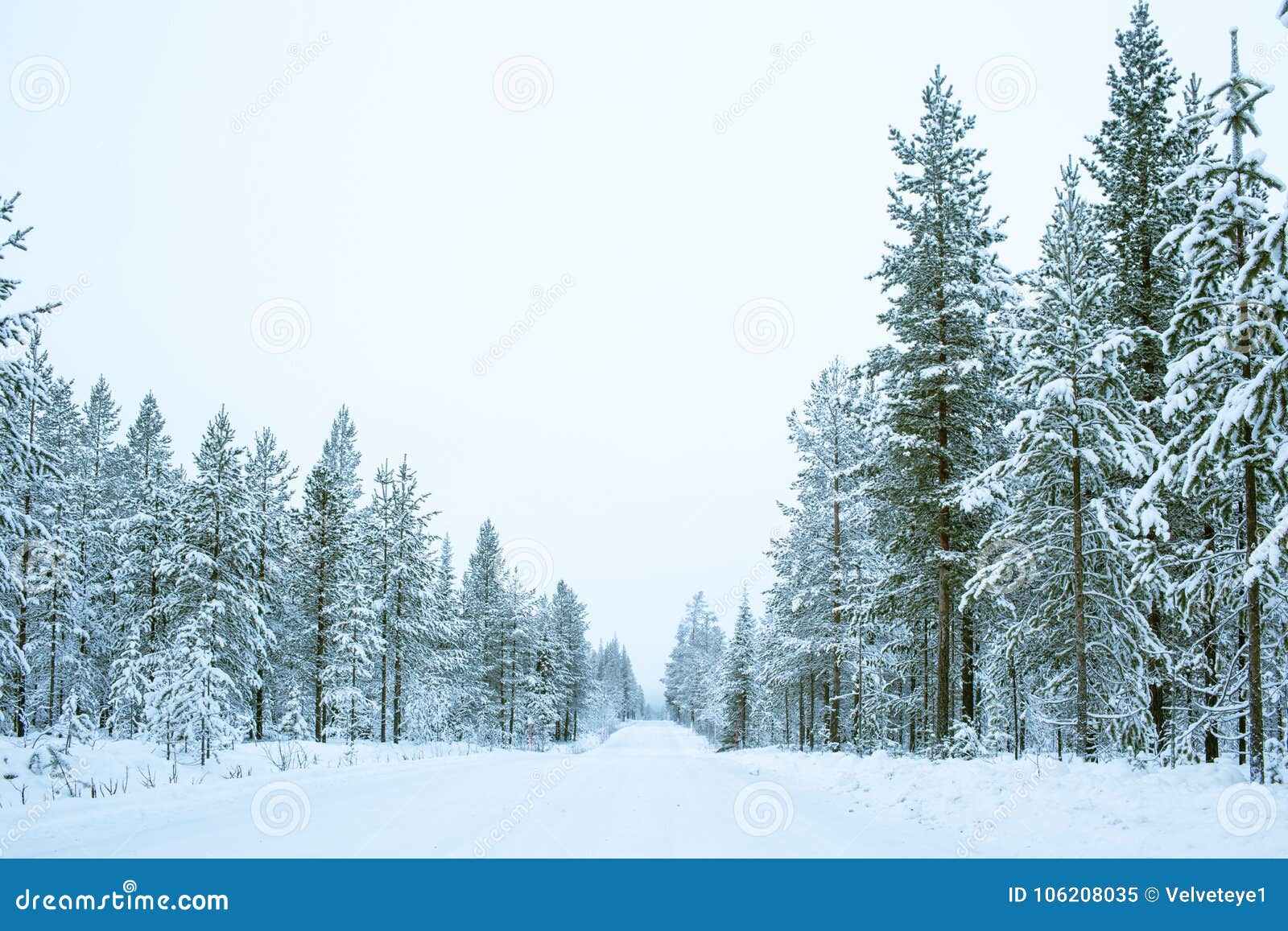 Road Between Pine Trees Royalty-Free Stock Photo | CartoonDealer.com ...