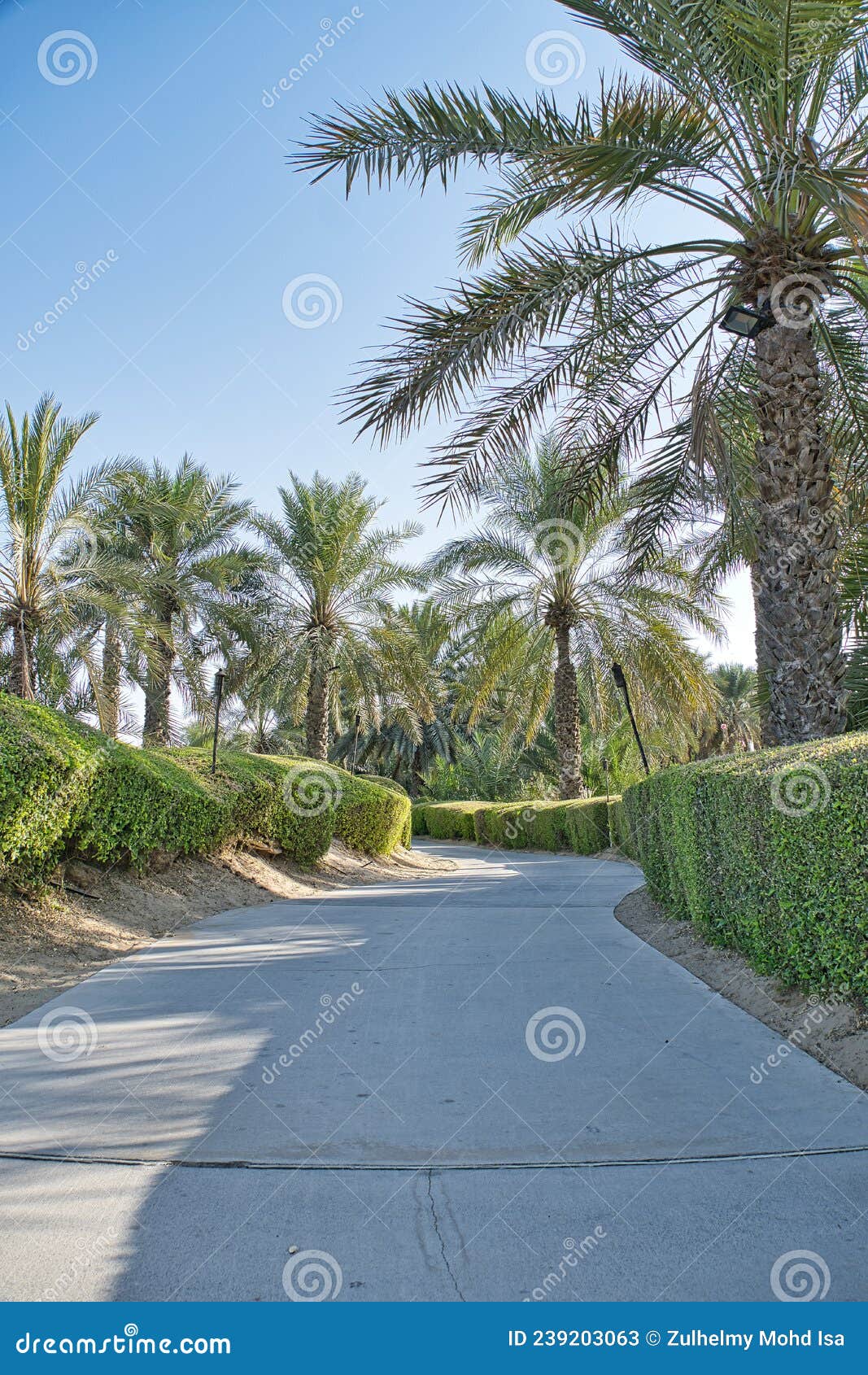 Palm tree path road stock image. Image of path, sand - 239203063