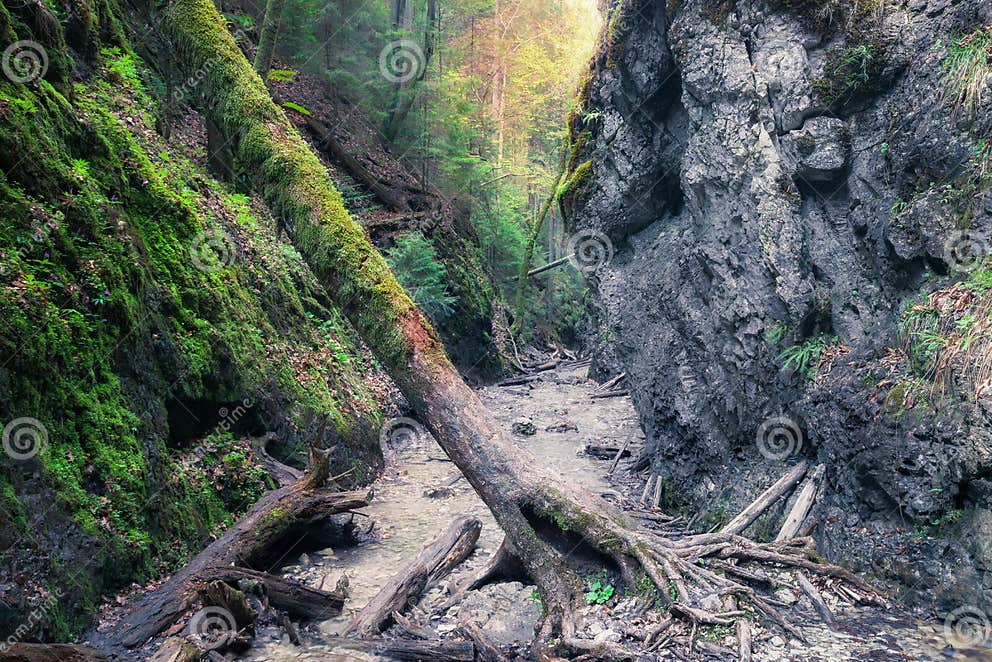 Path through rocky canyon stock image. Image of nature - 76070637
