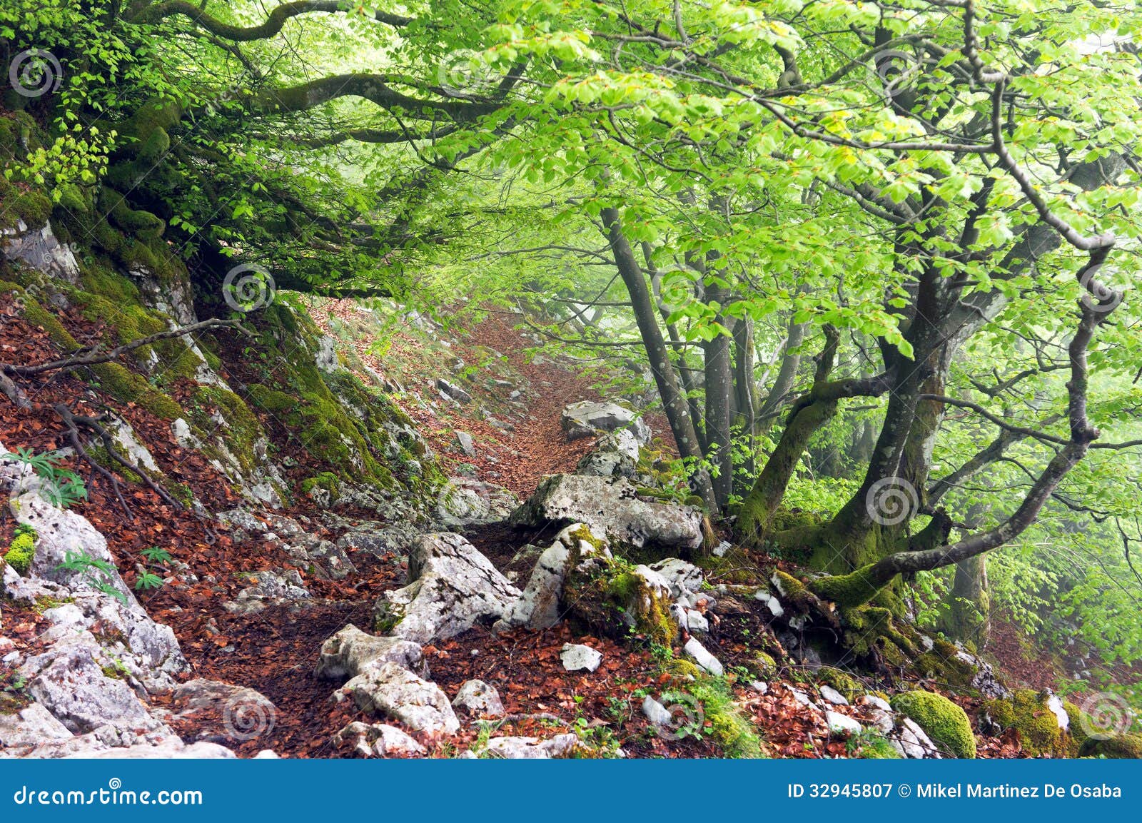 Path in rocky forest stock image. Image of pathway, branch - 32945807