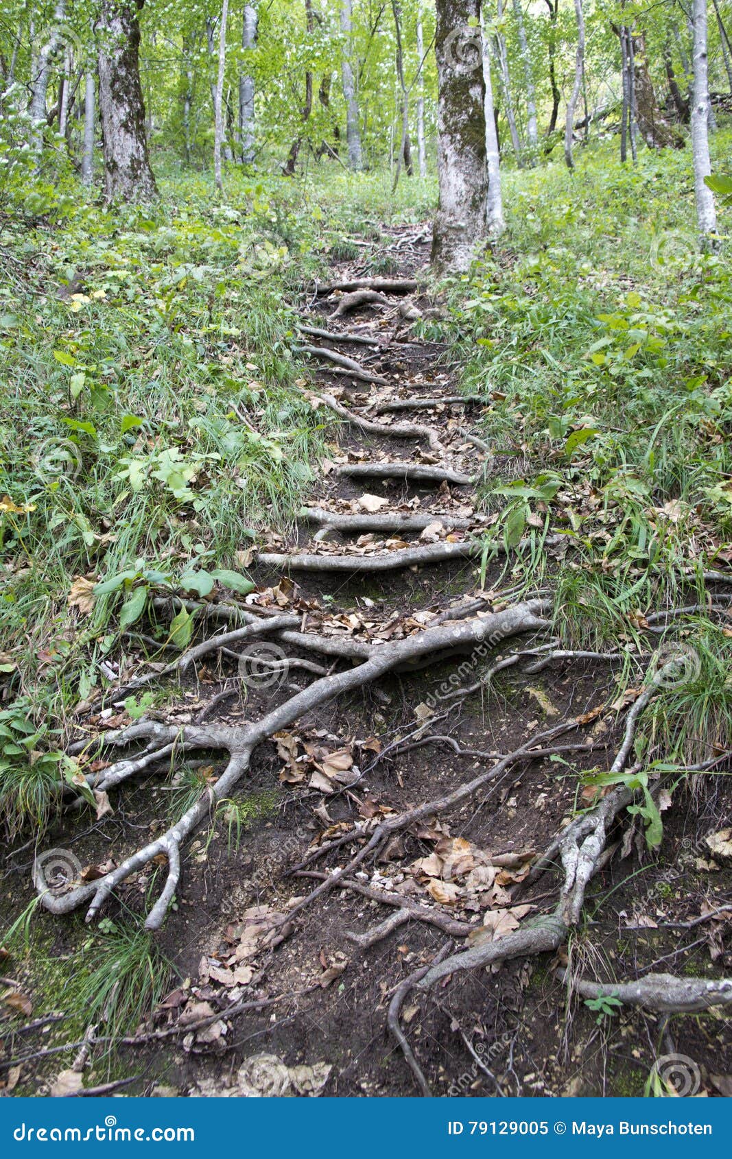 Path of roots stock image. Image of mountain, adventure - 79129005