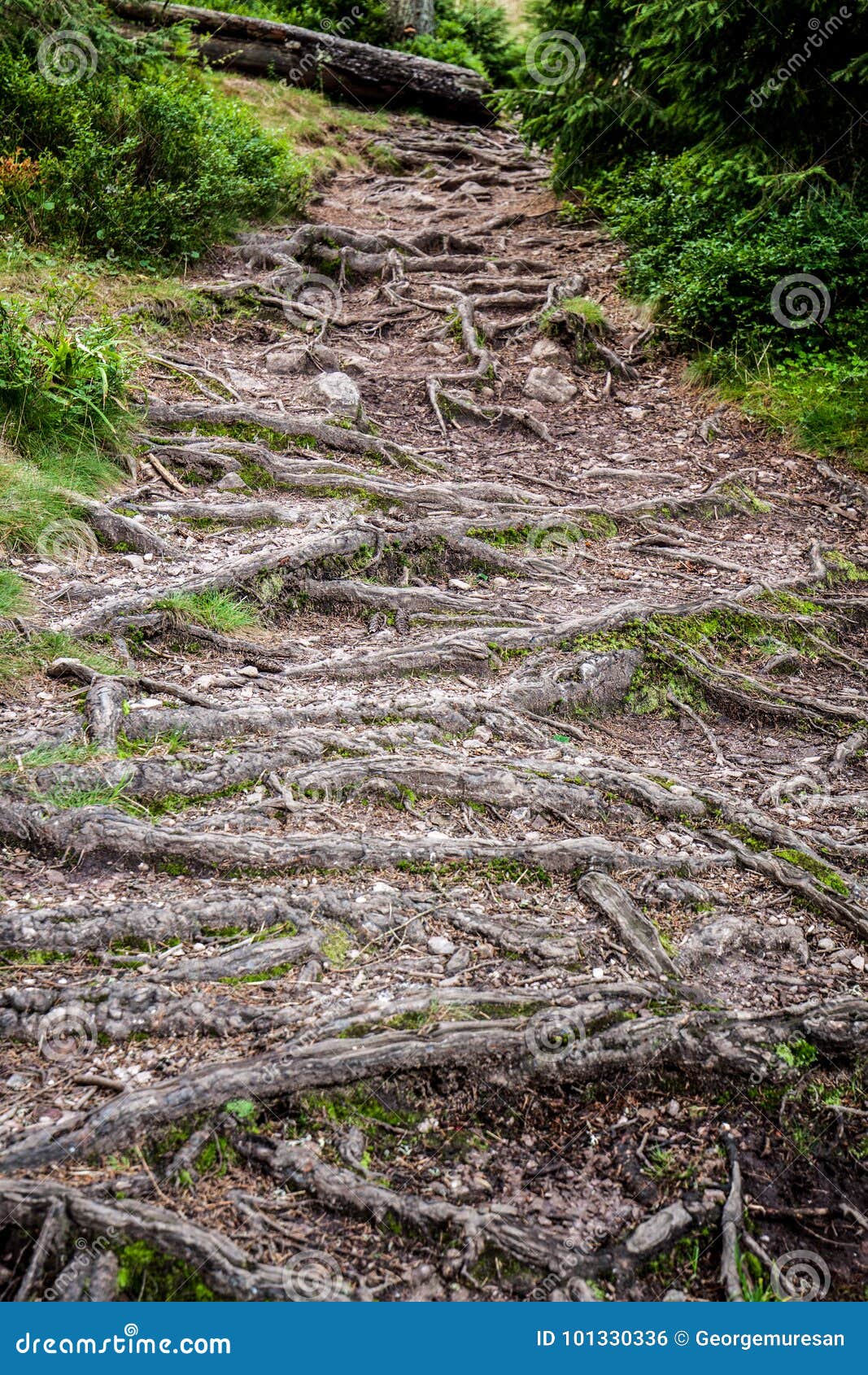 Path of roots in the woods stock photo. Image of soil - 101330336