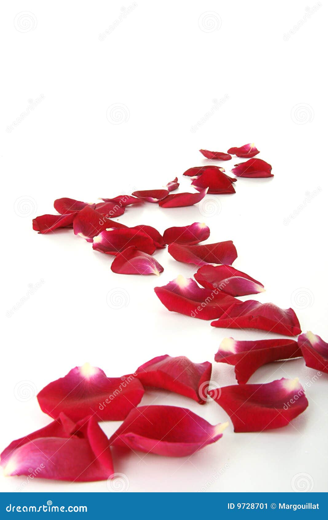 Path Of Rose Petals Stock Image | CartoonDealer.com #9728701