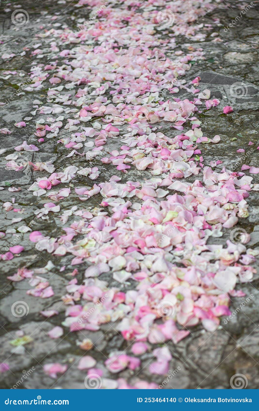 Path of Rose Petals at the Wedding Ceremony Stock Photo - Image of ...