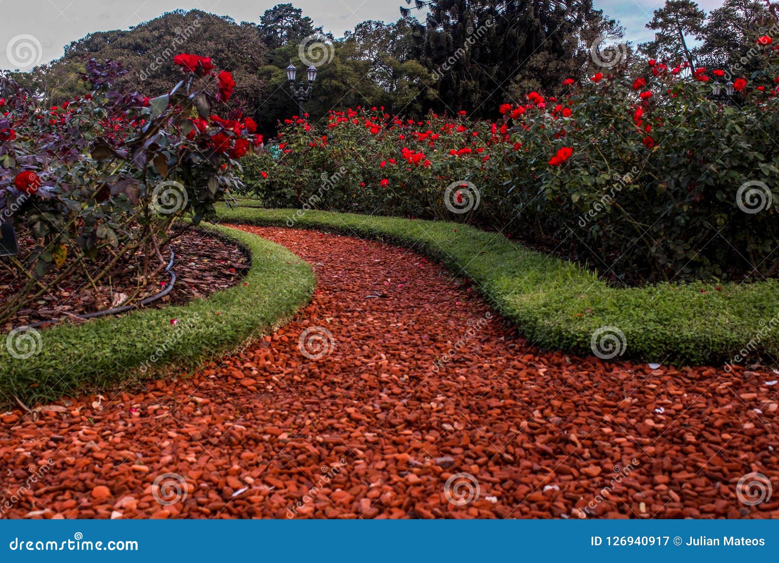 The path of the roses stock image. Image of path, roses - 126940917