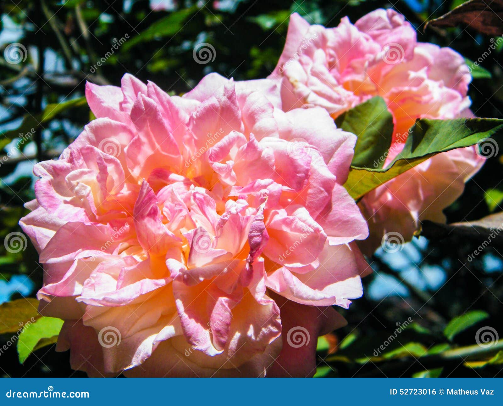 Path of roses stock photo. Image of rosebush, brazilian - 52723016