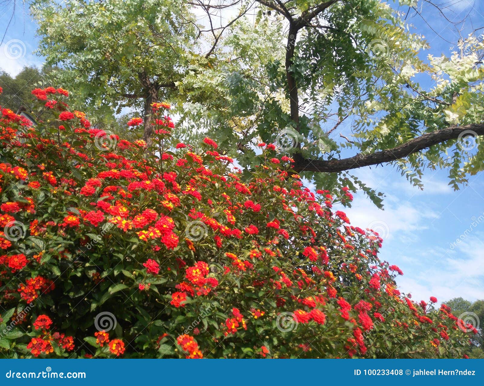 Path of roses stock photo. Image of roses, trail, illumination - 100233408