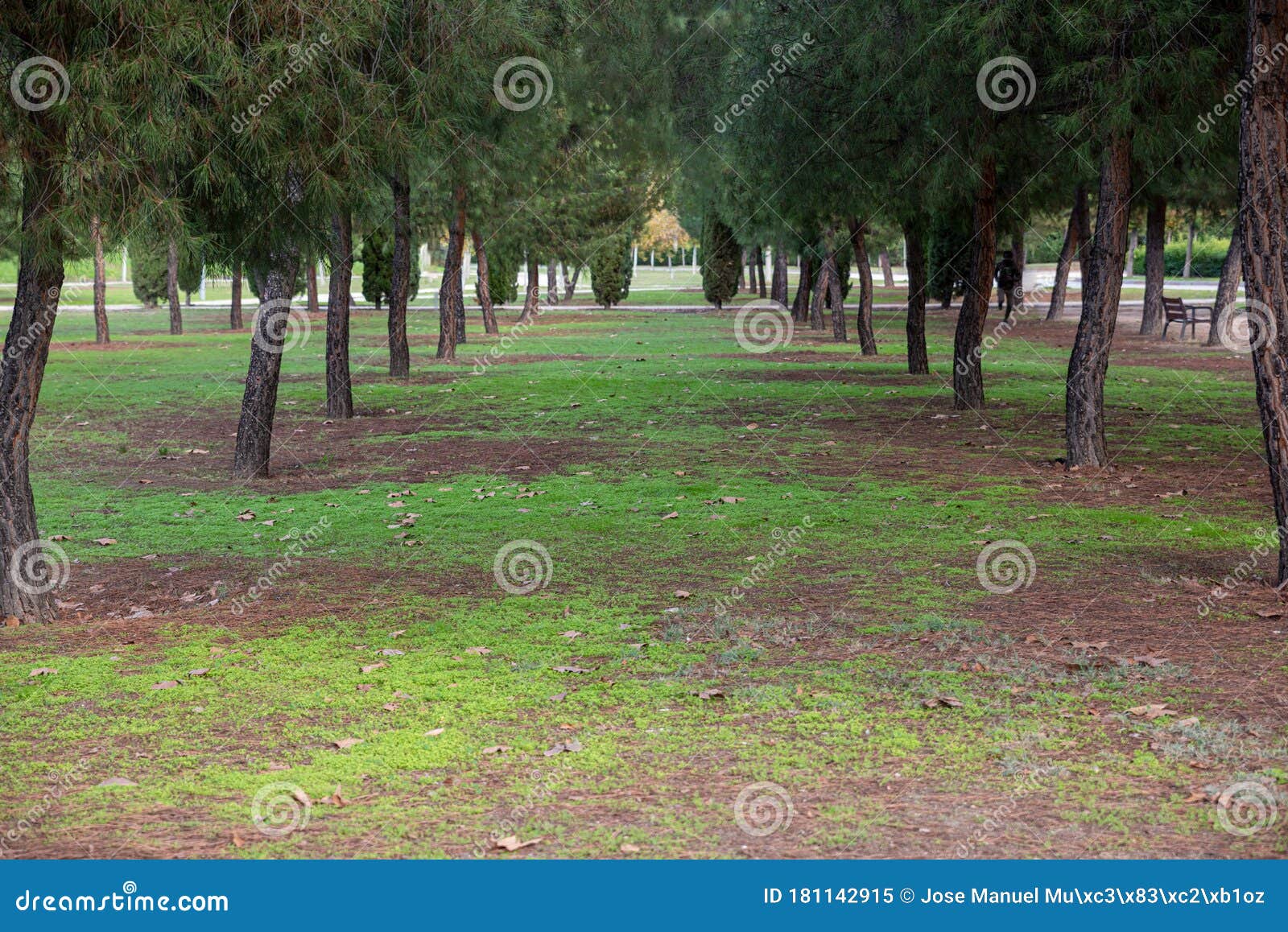 Path or Route between Trees in Nature with Perspective Stock Image ...