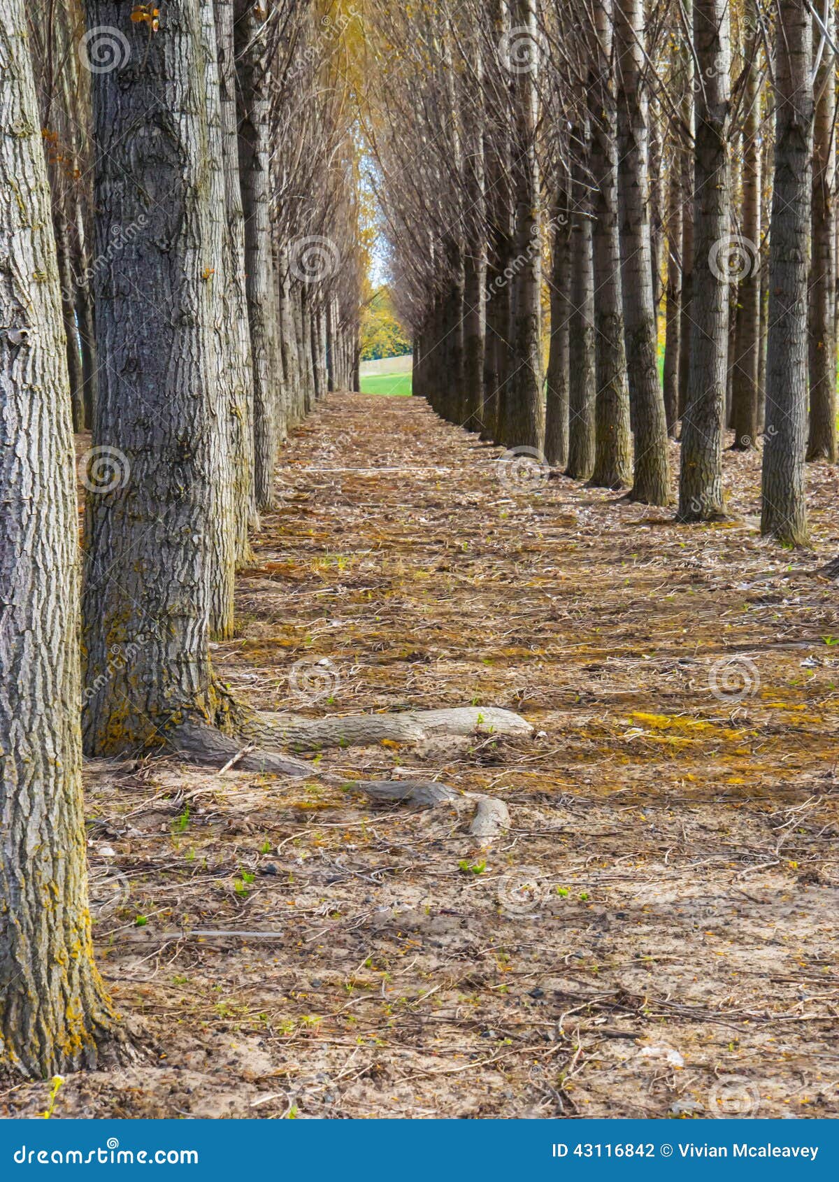 Path through row of trees stock photo. Image of straight - 43116842
