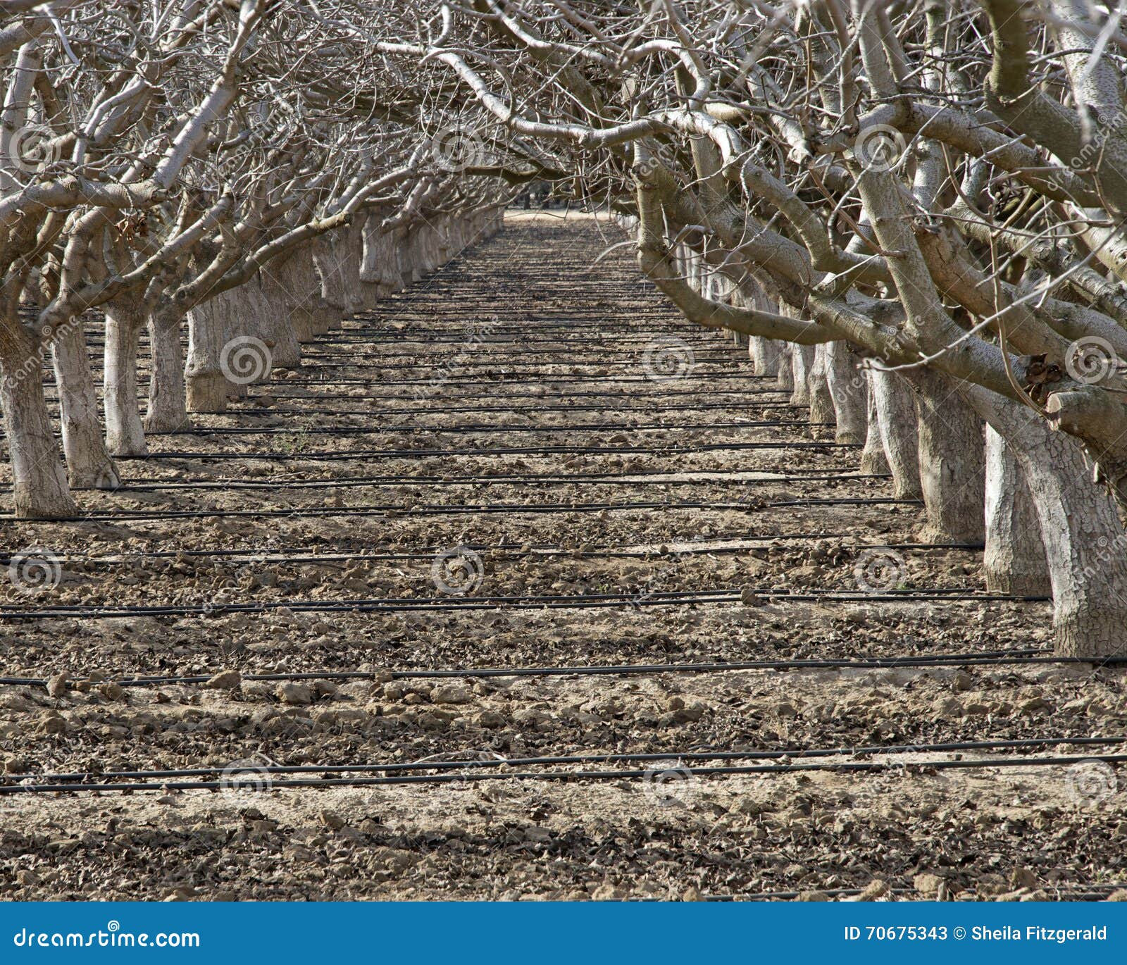 Path between Rows of Dormant Fruit Trees Stock Image - Image of ...