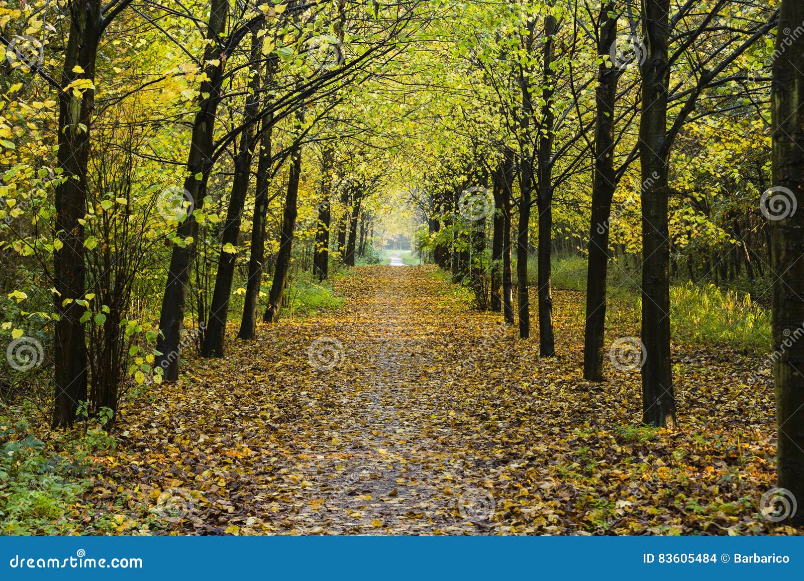 Path between rows of trees stock photo. Image of geographic - 83605484