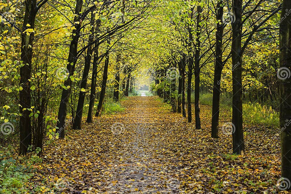Path between rows of trees stock photo. Image of geographic - 83605484
