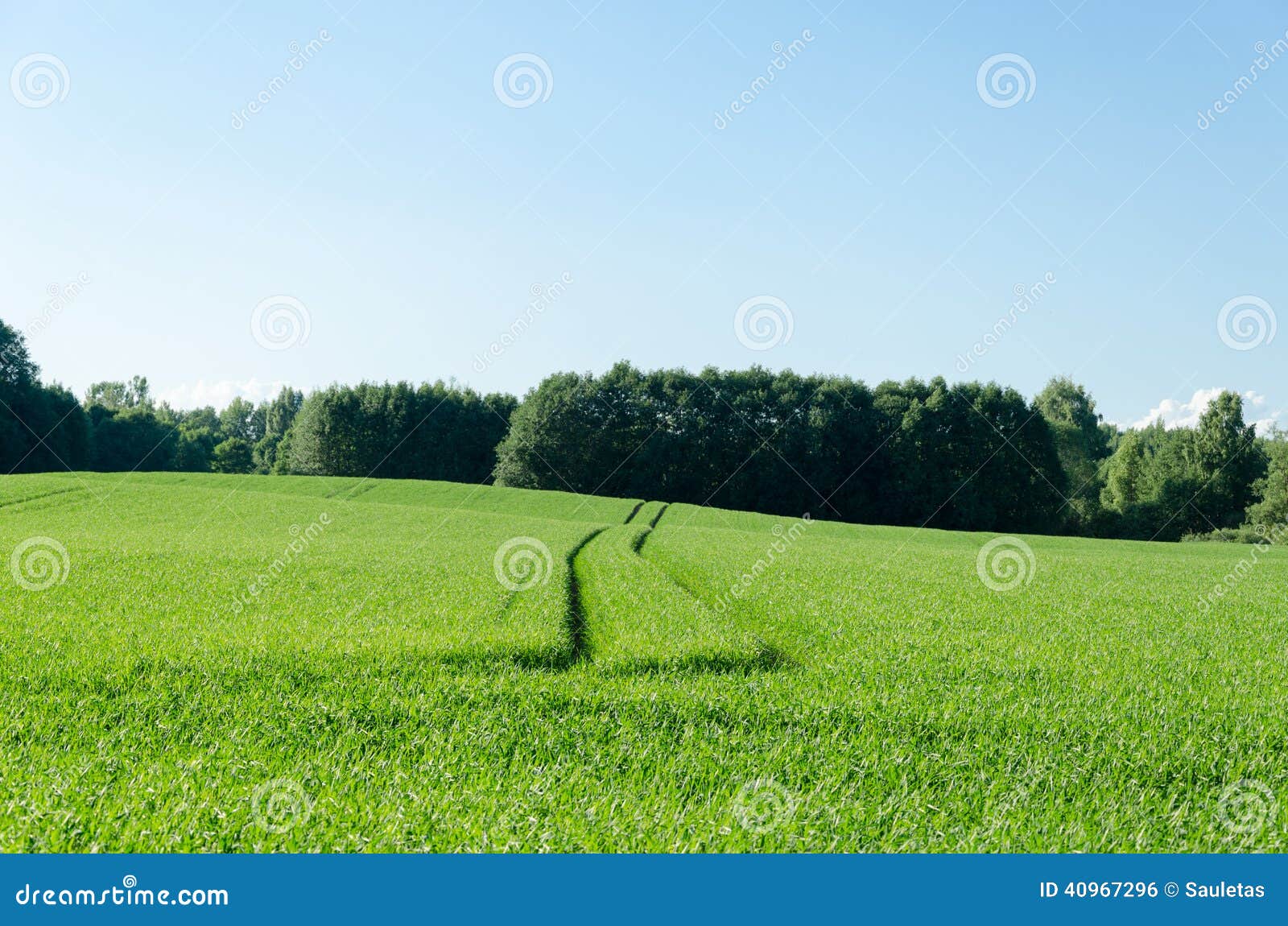 Path Run Trample on Rye Field in Rural Landscape Stock Photo - Image of ...