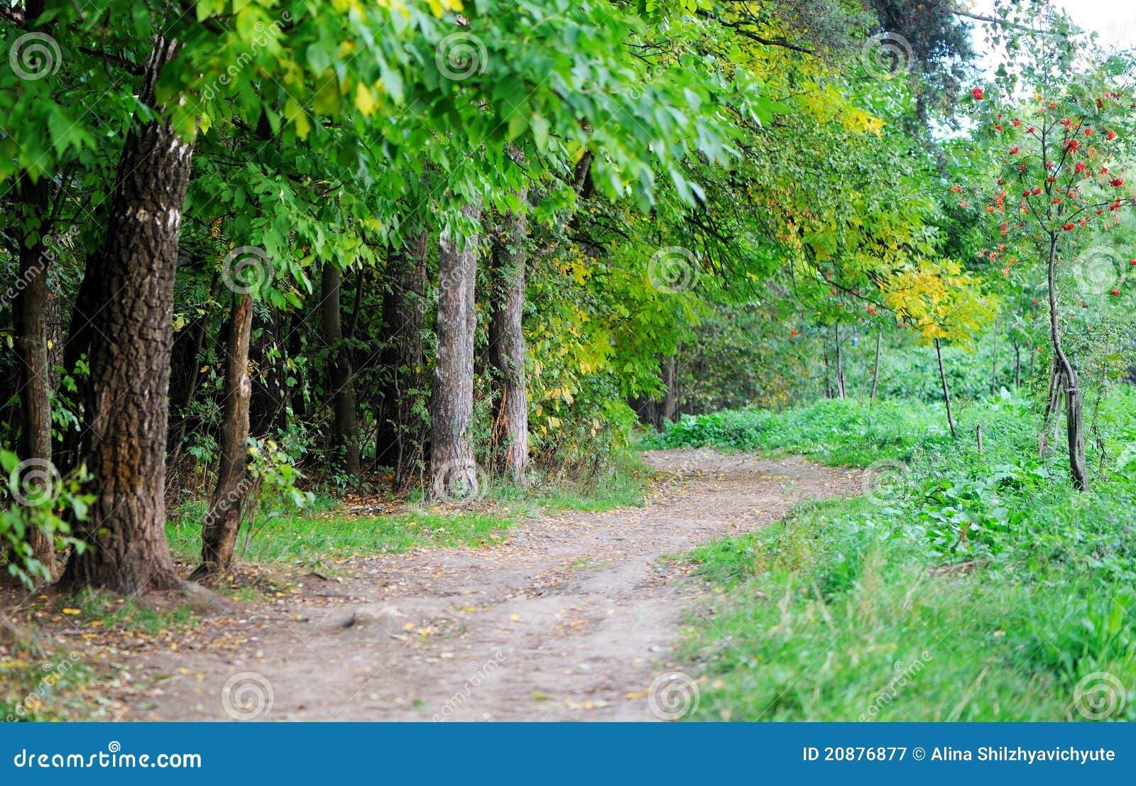 A Path Running through Autumnal Forest Stock Image - Image of ...