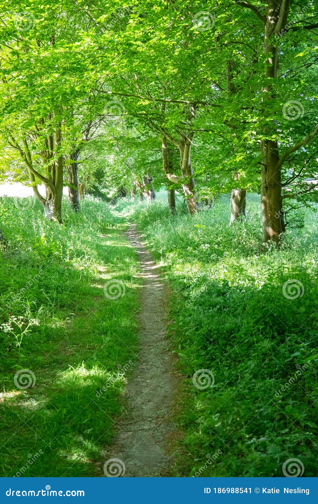 Path Running through Beautiful Green Summer Woodland Stock Image ...