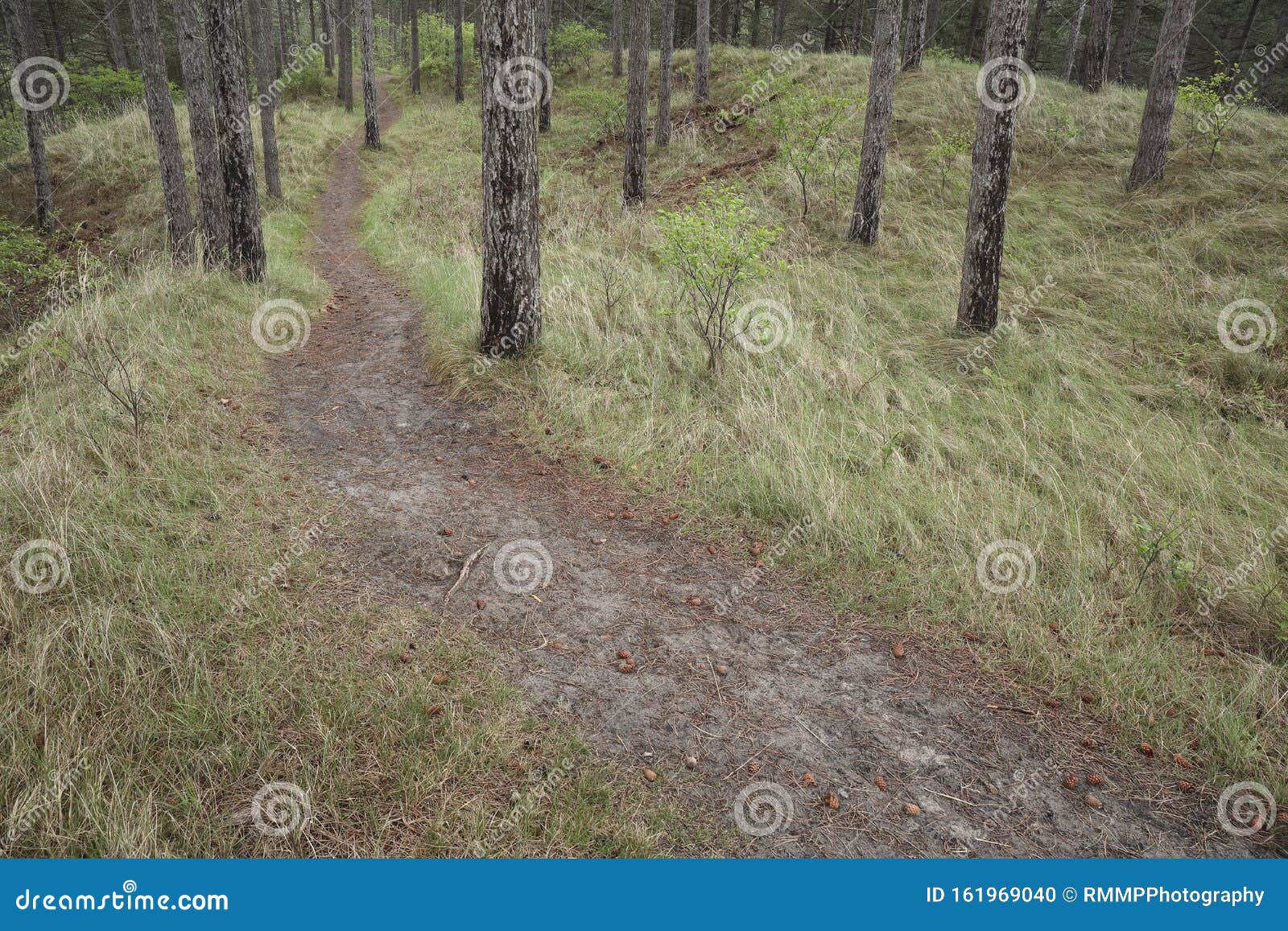 A Path Running through a Forest in the Netherlands Stock Photo - Image ...