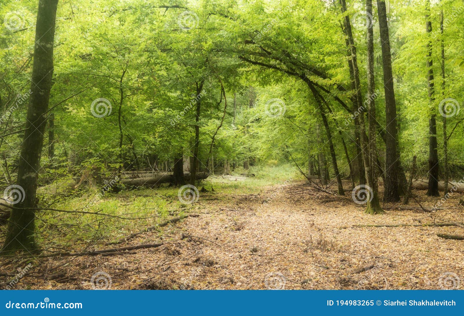 Path Running through the Forest Stock Image - Image of background ...