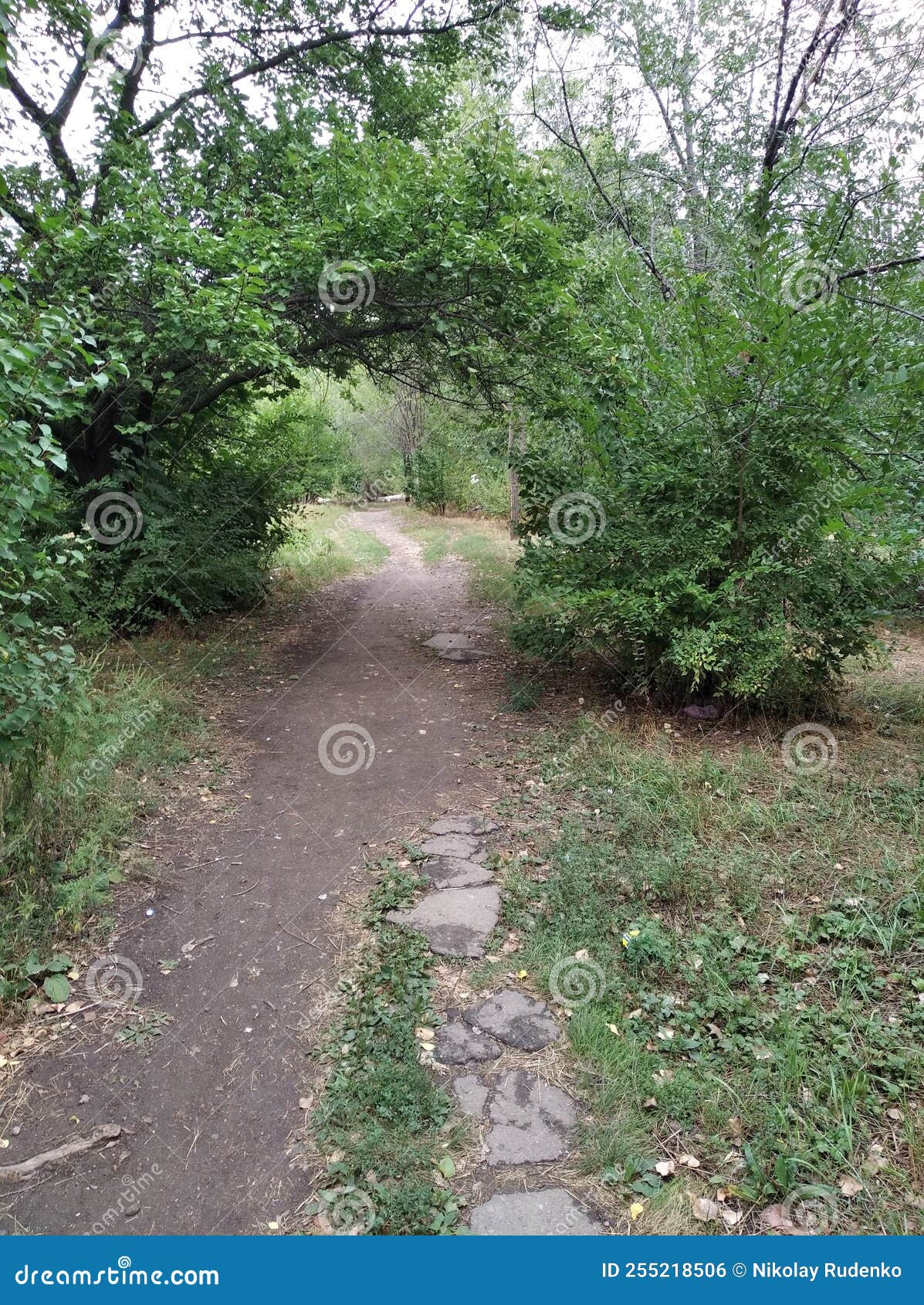 A Path Running through the Green Arch of Trees Stock Photo - Image of ...