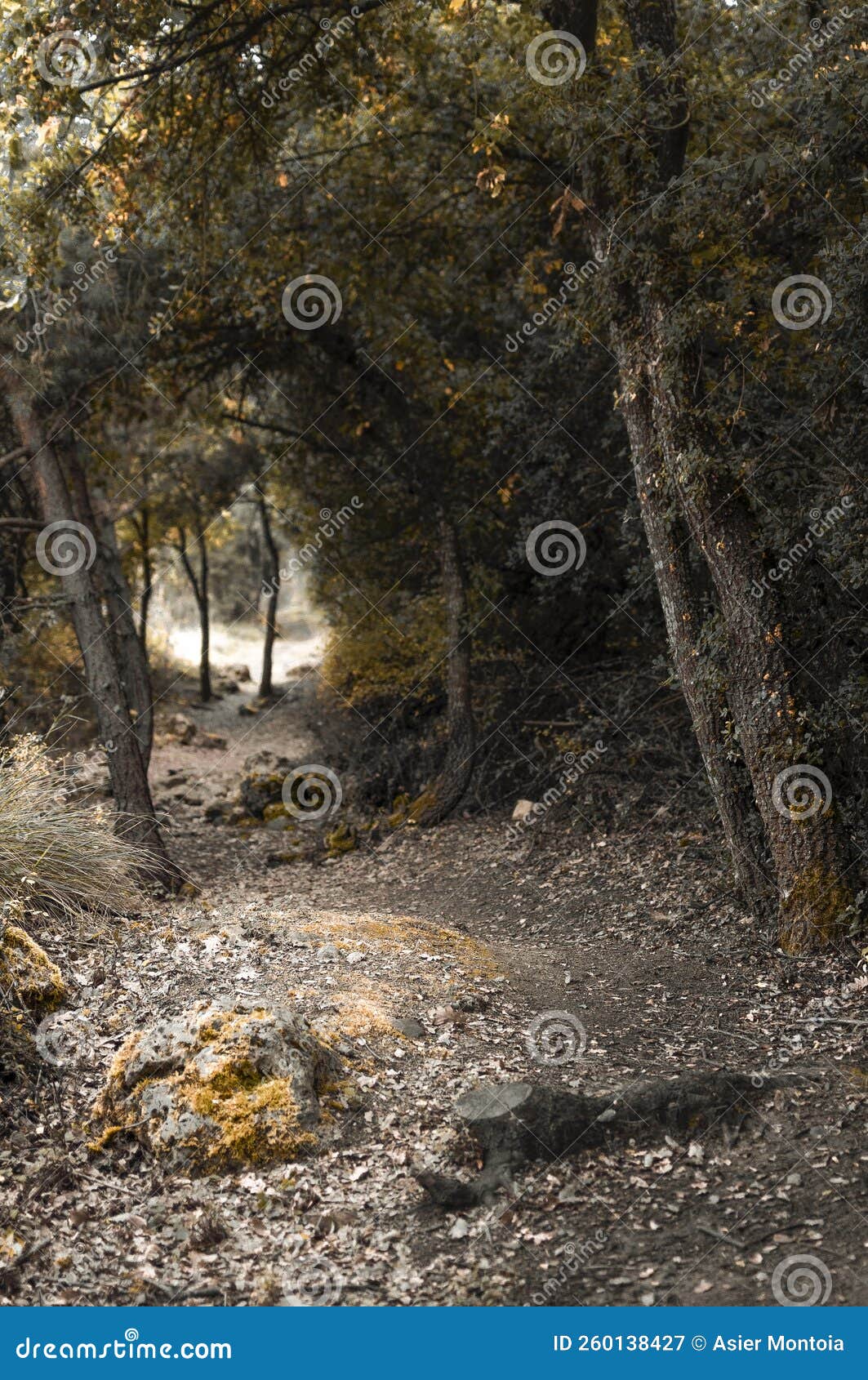 Path Runs through the Interior of the Forest, Araba - Alava, Basque ...