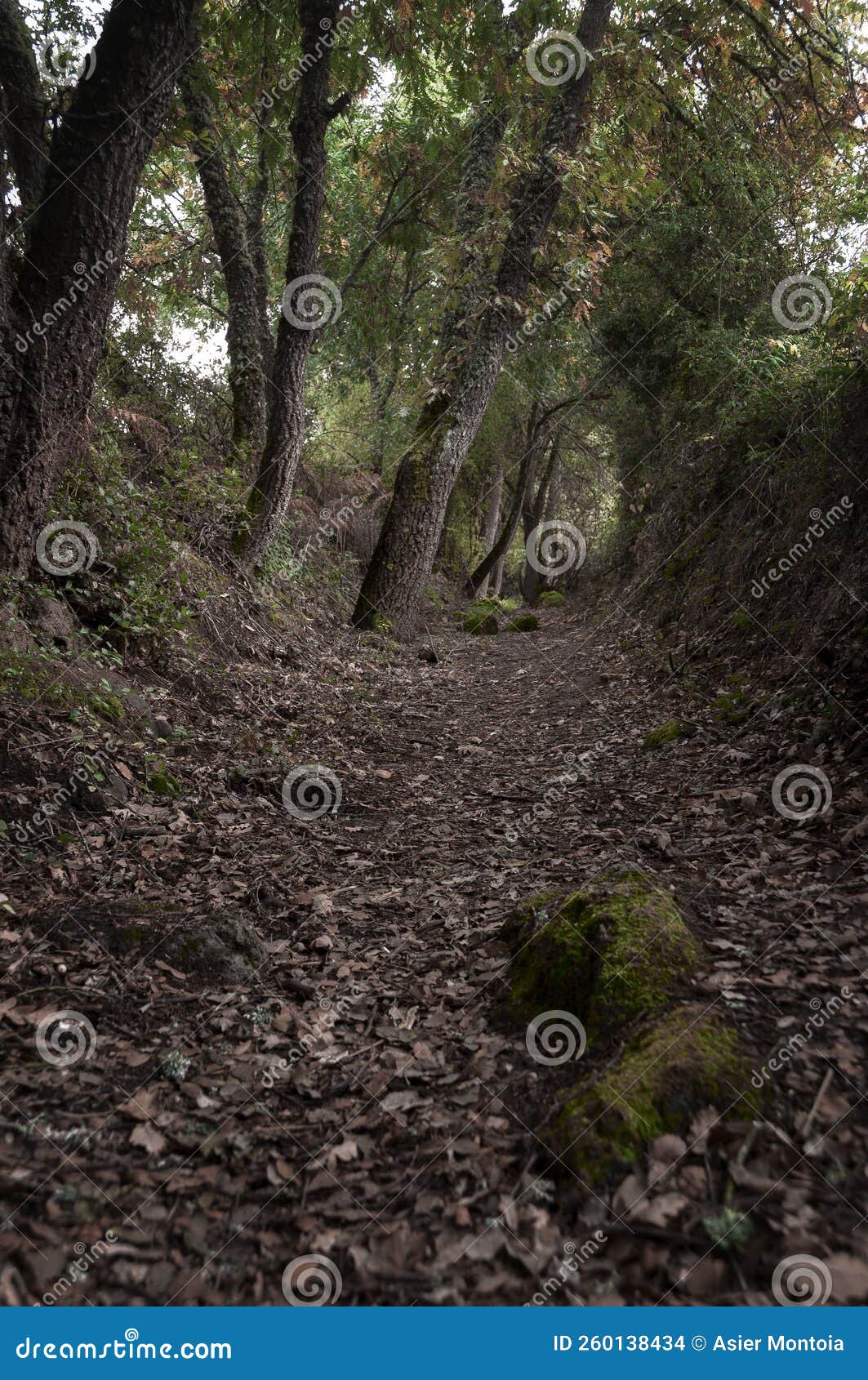 Path Runs through the Interior of the Forest, Araba - Alava Stock Photo ...