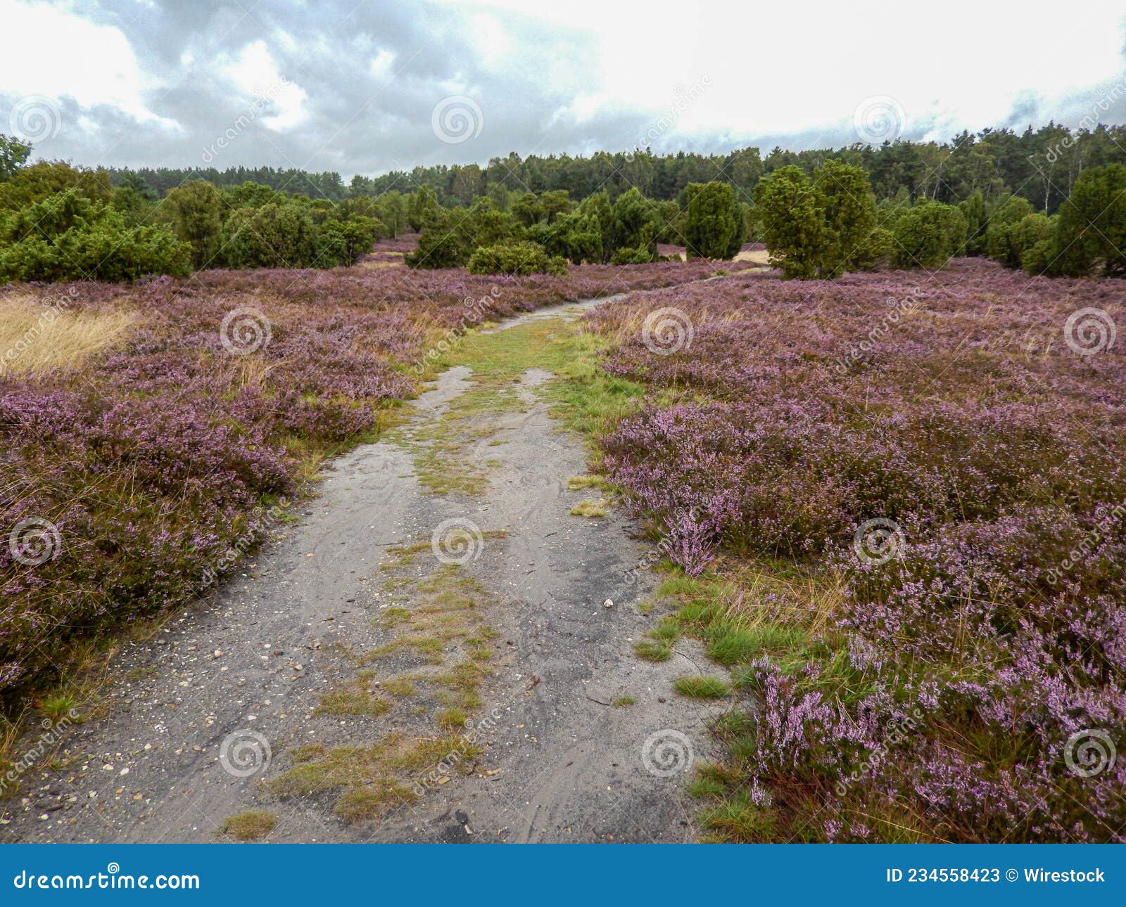 Path in a Rural Field with Growing Plants Stock Image - Image of flora ...
