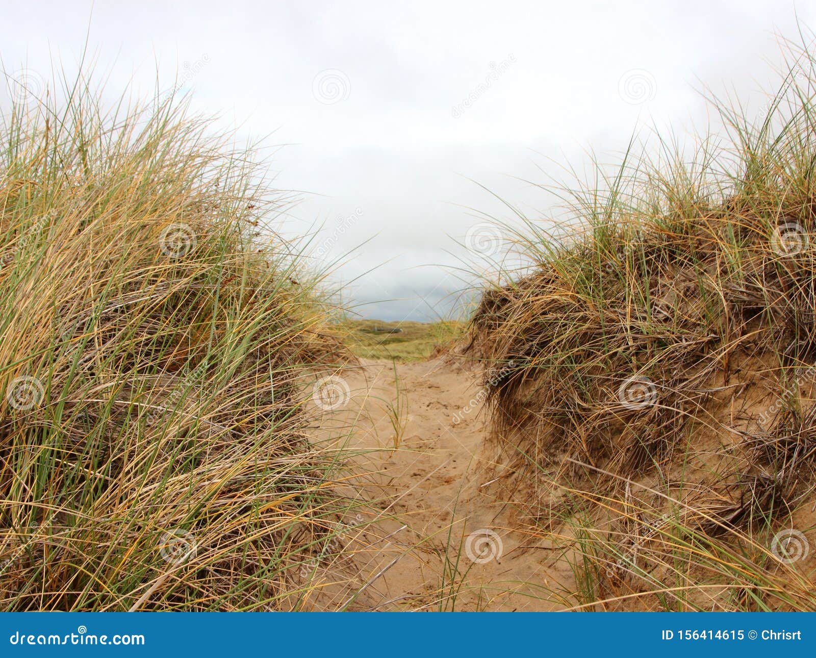 Path through Sand Dune with Wild Rye Stock Image - Image of empty ...