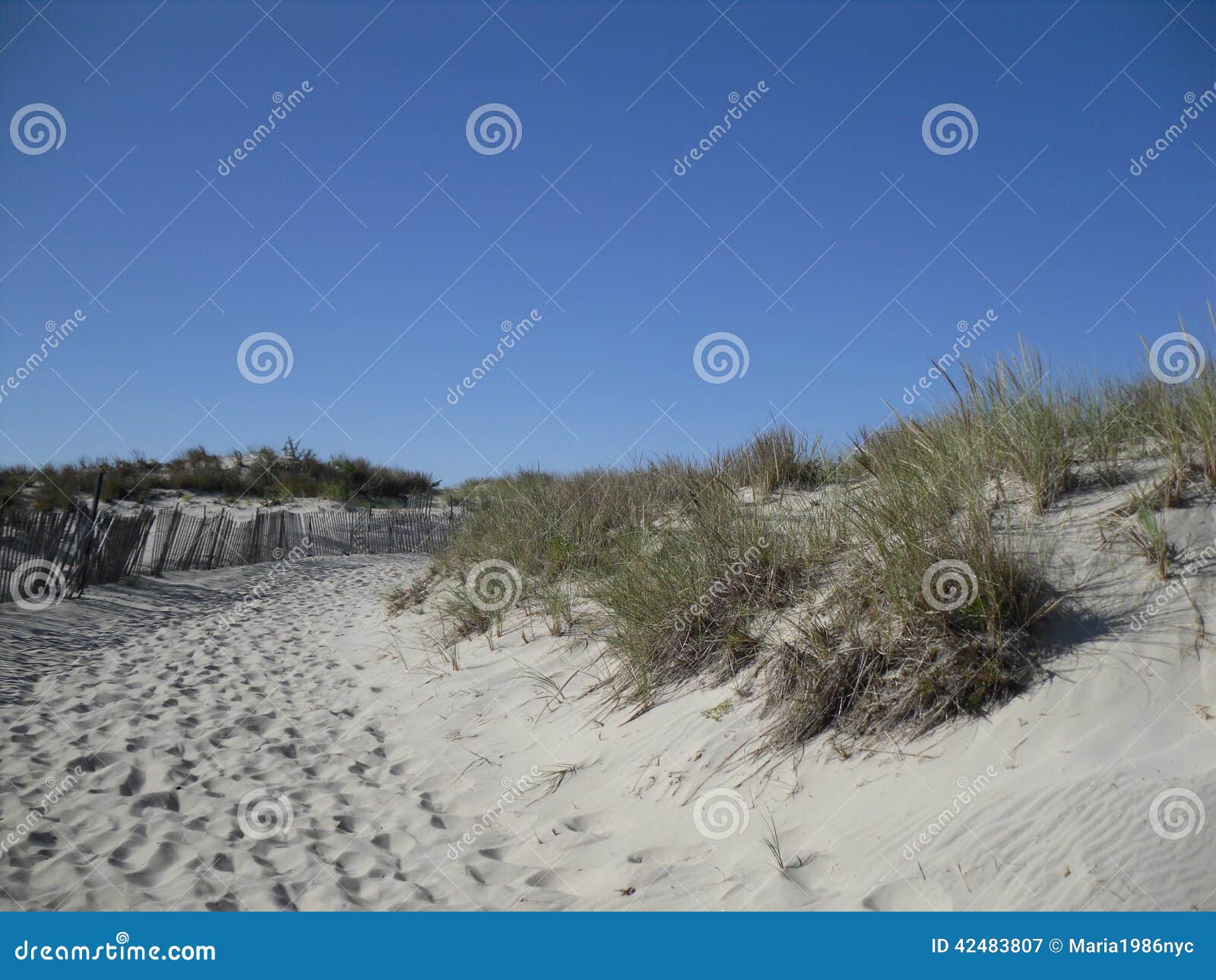 Path in Sand Dunes on Long Island. Stock Image - Image of long, summer ...