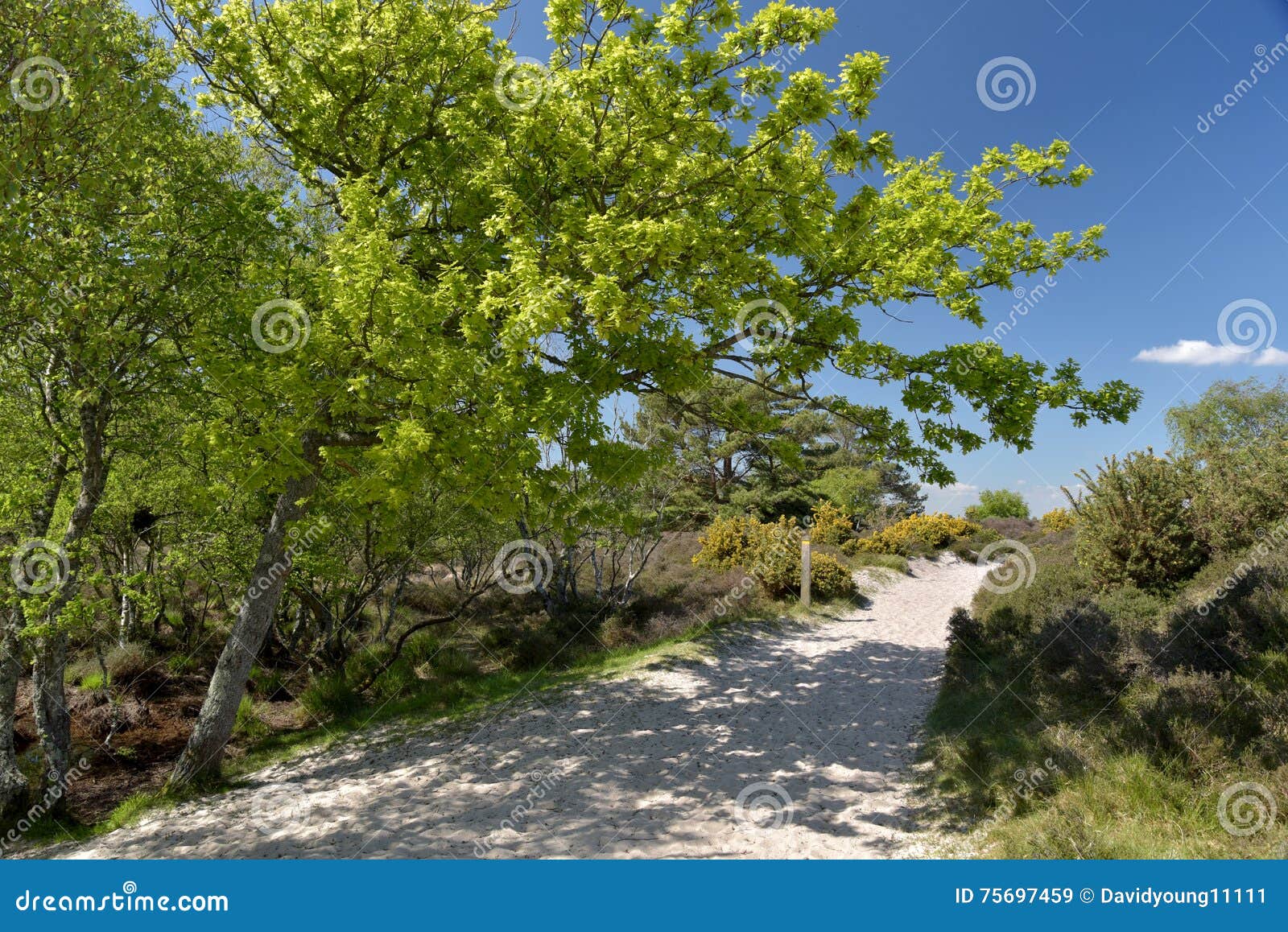 Path through Sand Dunes, Studland Nature Reserve Stock Image - Image of ...