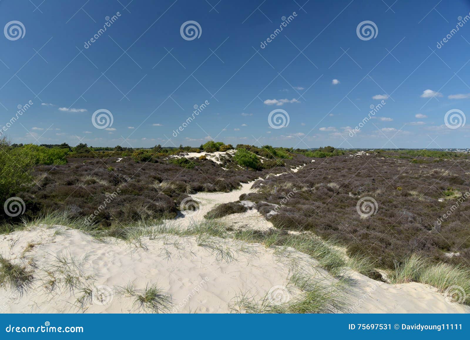 Path through Sand Dunes, Studland Nature Reserve Stock Image - Image of ...