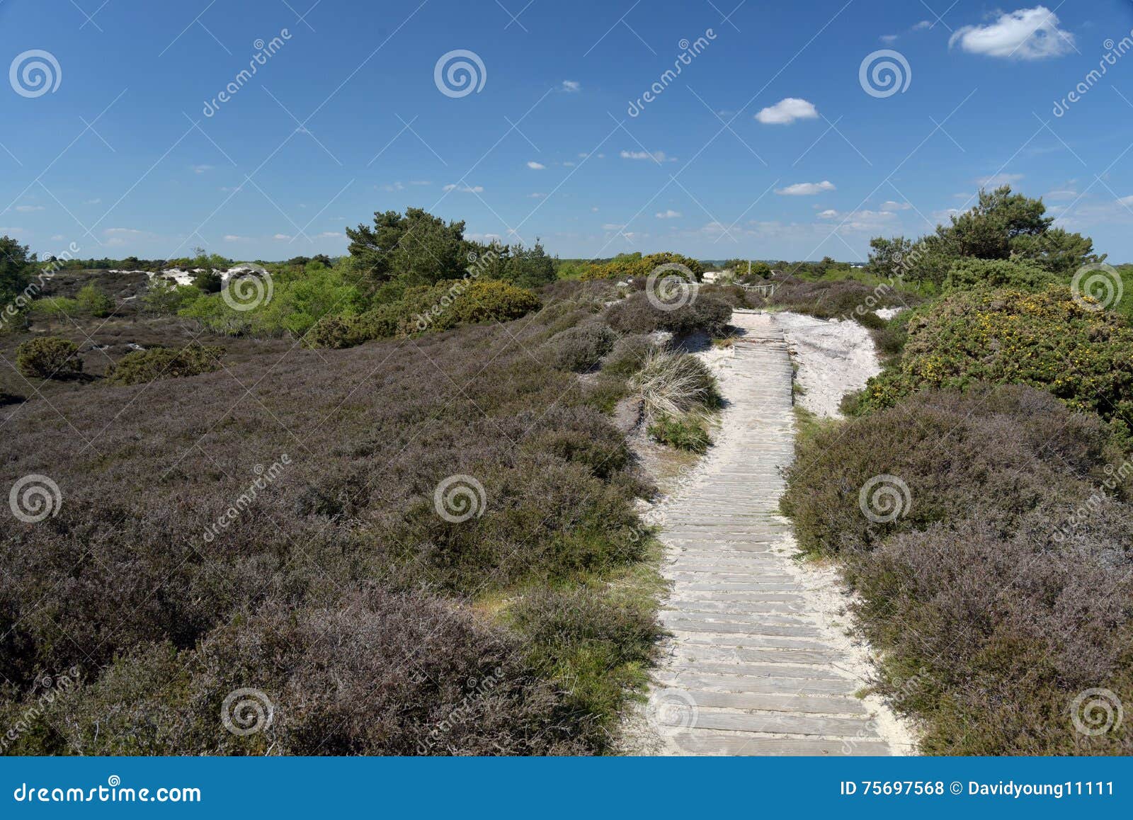 Path through Sand Dunes, Studland Nature Reserve Stock Photo - Image of ...