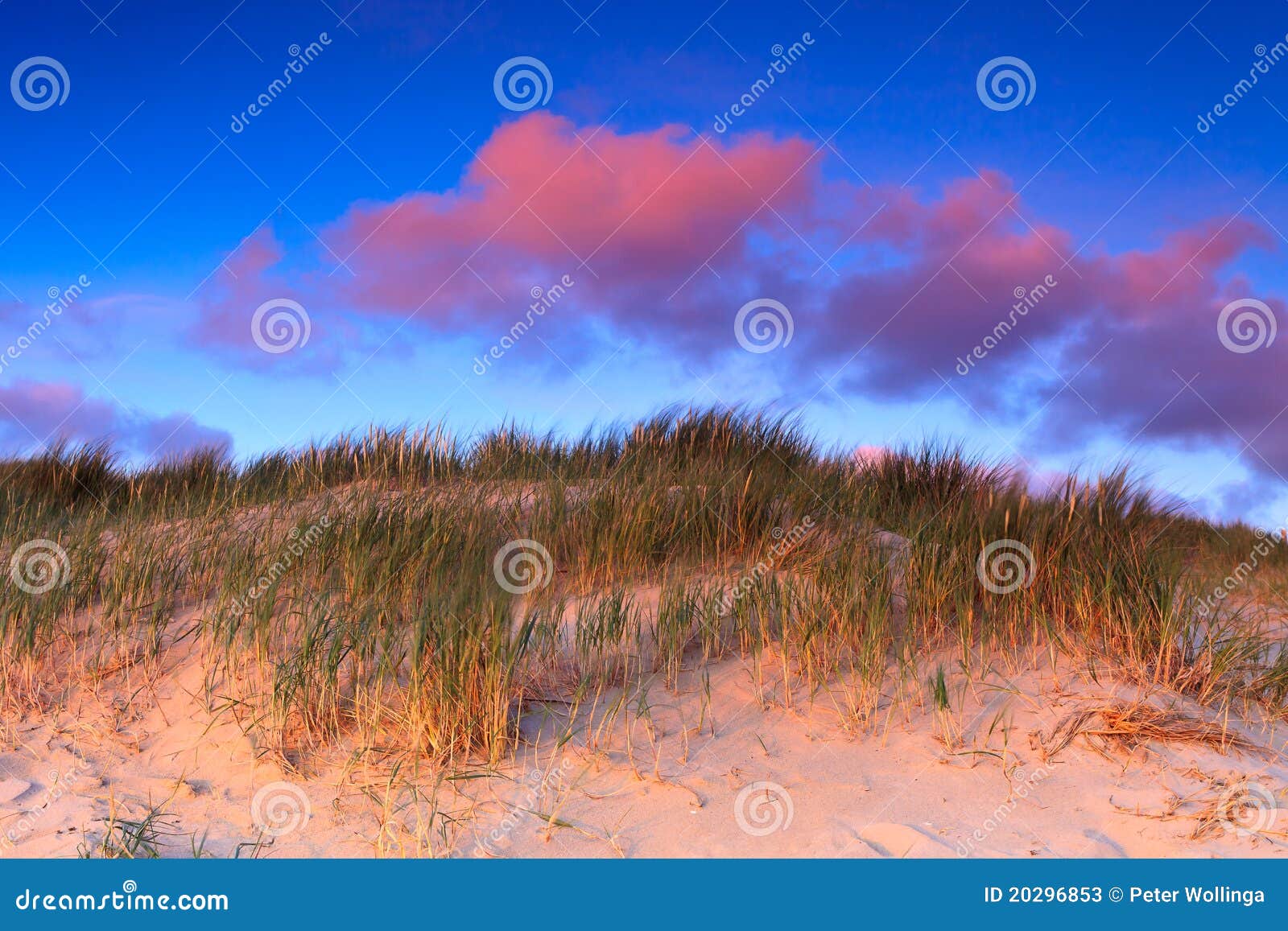 Path in the Sand Dunes at Sunset Stock Image - Image of vacation, beach ...