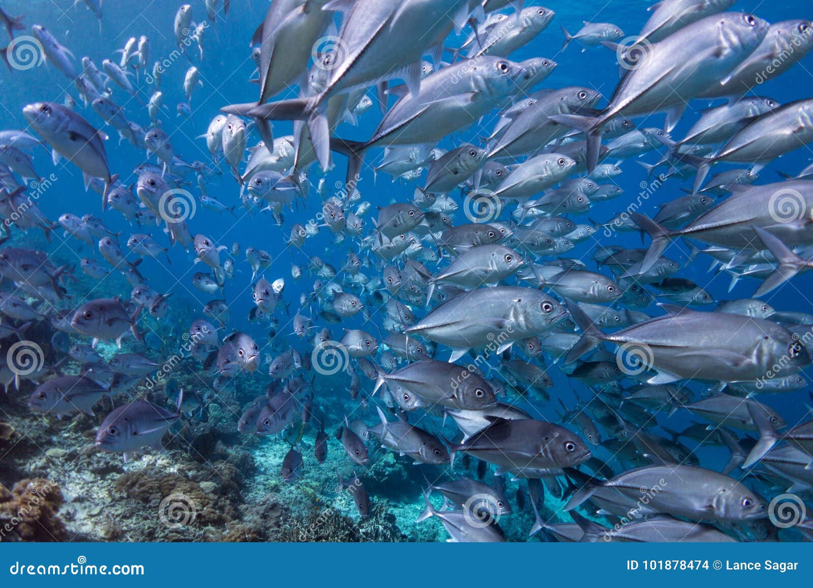 In the Path stock photo. Image of fish, light, komodo - 101878474