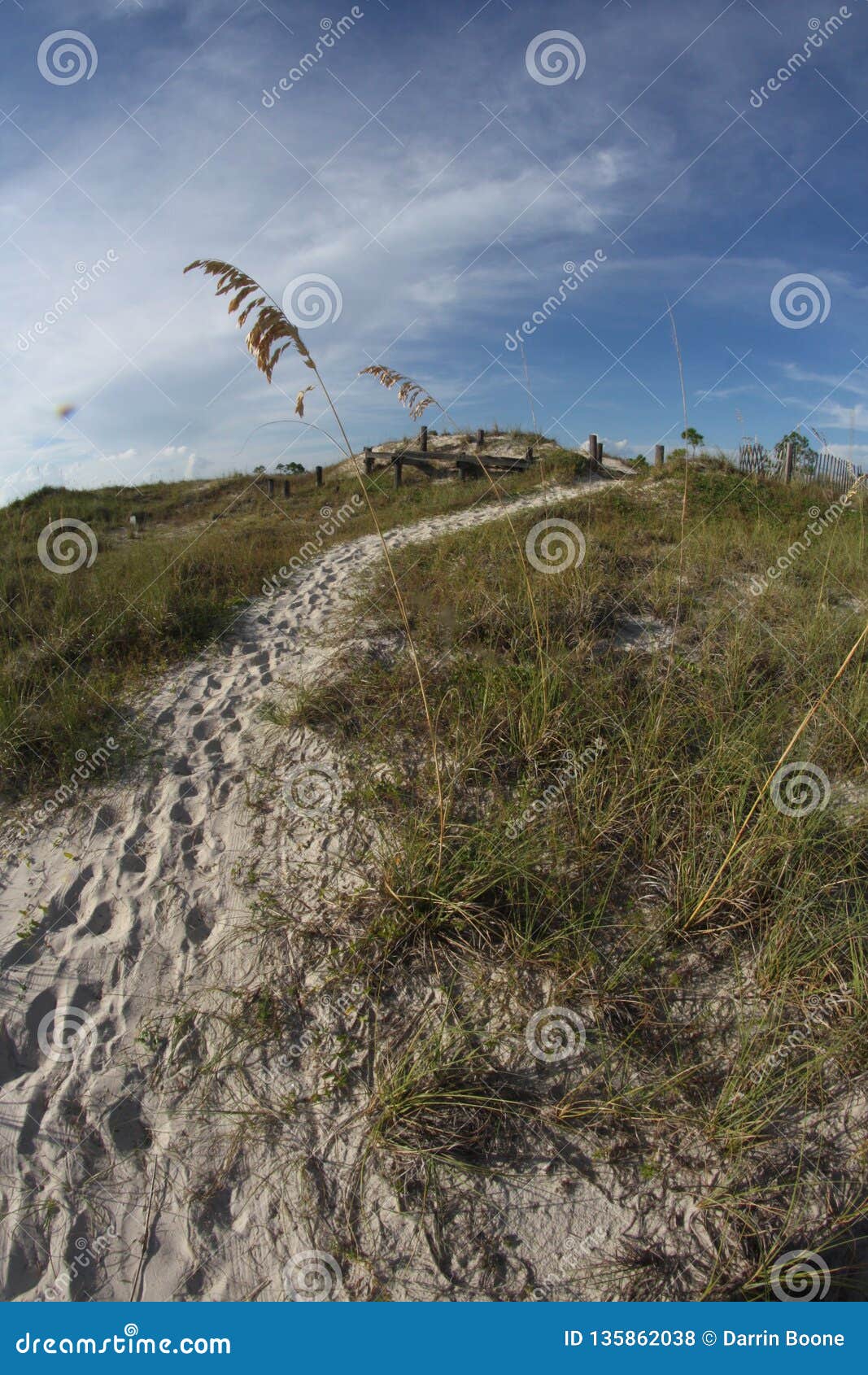 Sand Path between Sea Oats at Beach. Stock Photo - Image of nature ...