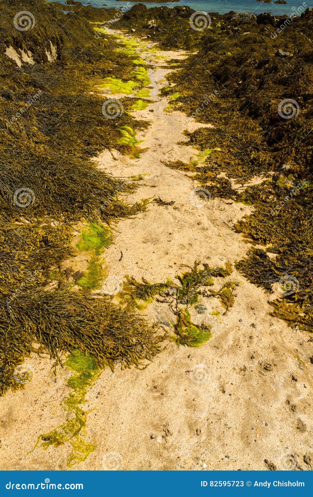 Path through Seaweed on Beach. Stock Image - Image of bladder, shore ...
