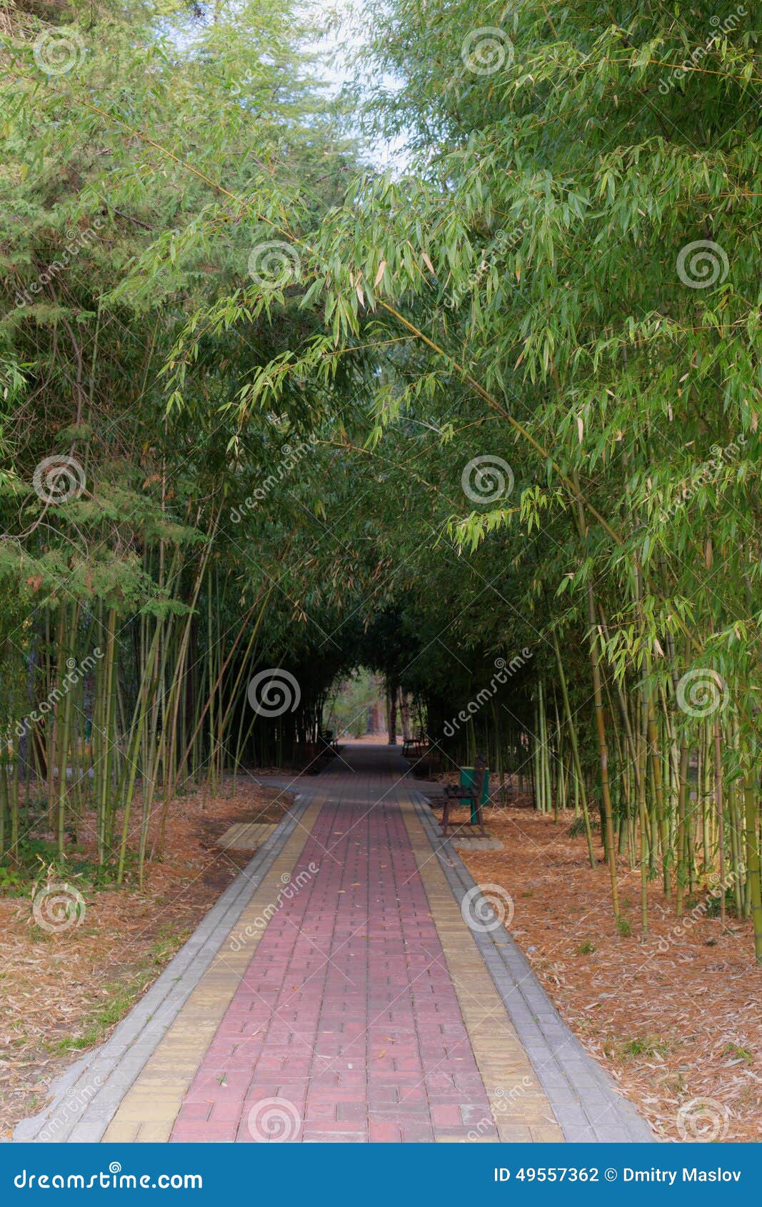 Path in the Shade of Bamboo Stock Photo - Image of nature, tree: 49557362