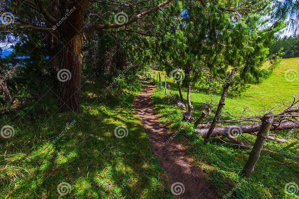 Path in the Shade Some Pine Trees Stock Image - Image of sunnyday ...