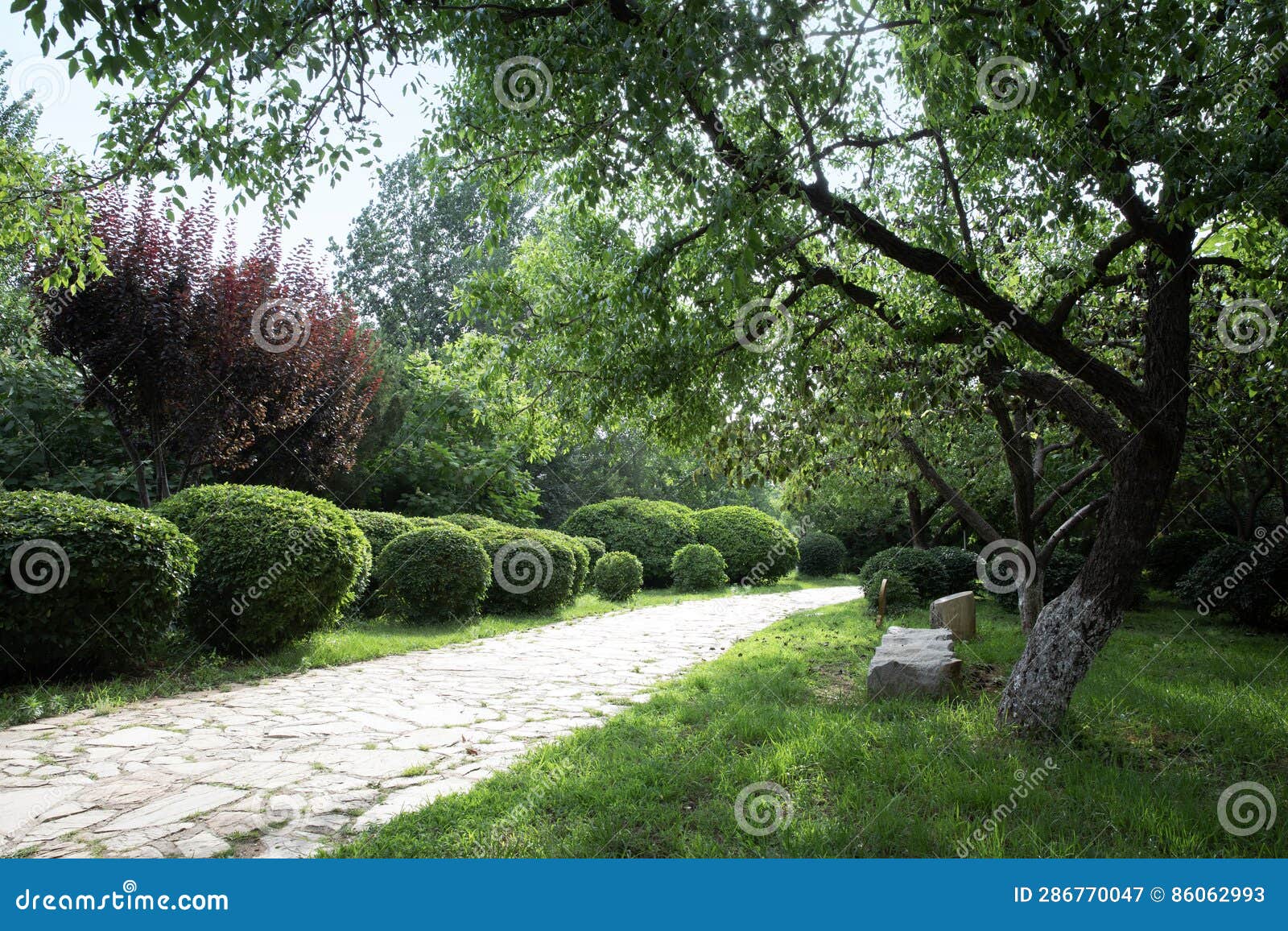 The Path is Shaded by Green Trees Stock Image - Image of lawn, nature ...