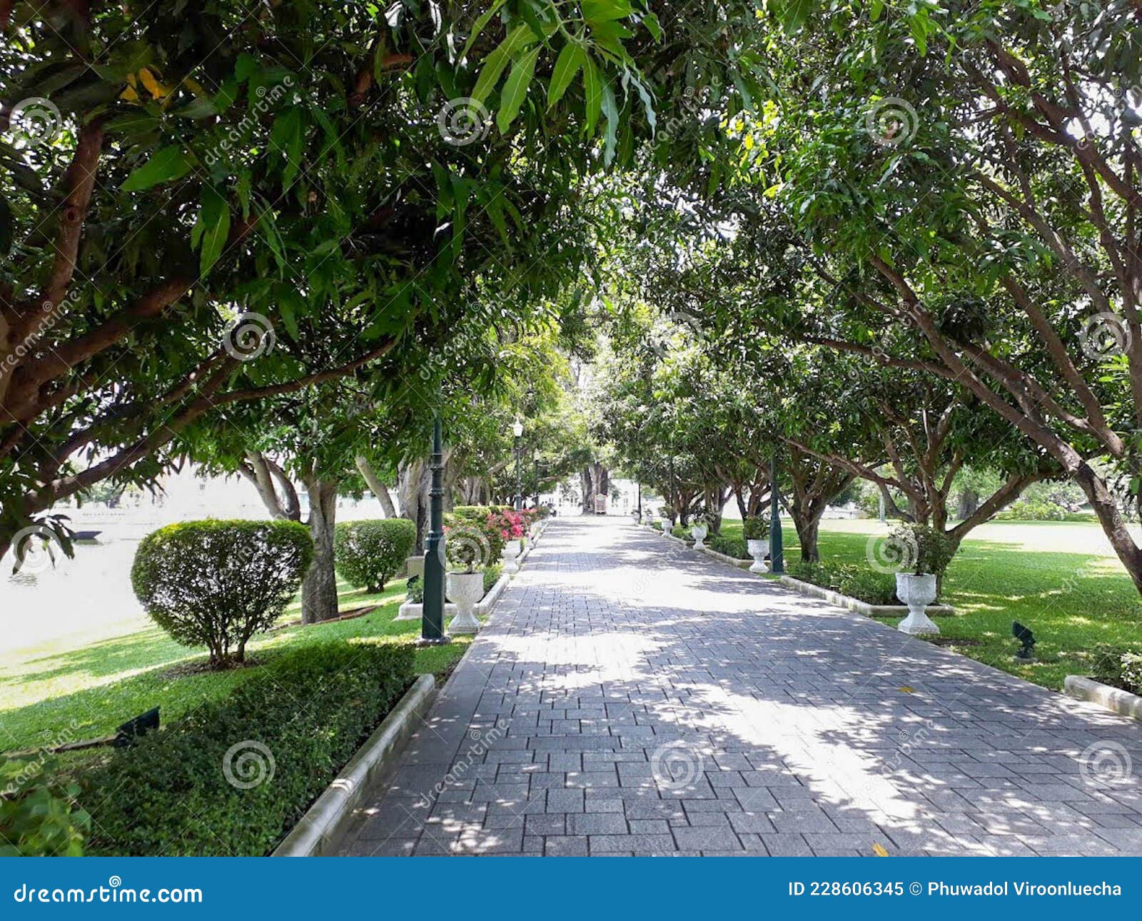 A Path Shaded by Trees Along the Way Stock Image - Image of courtyard ...