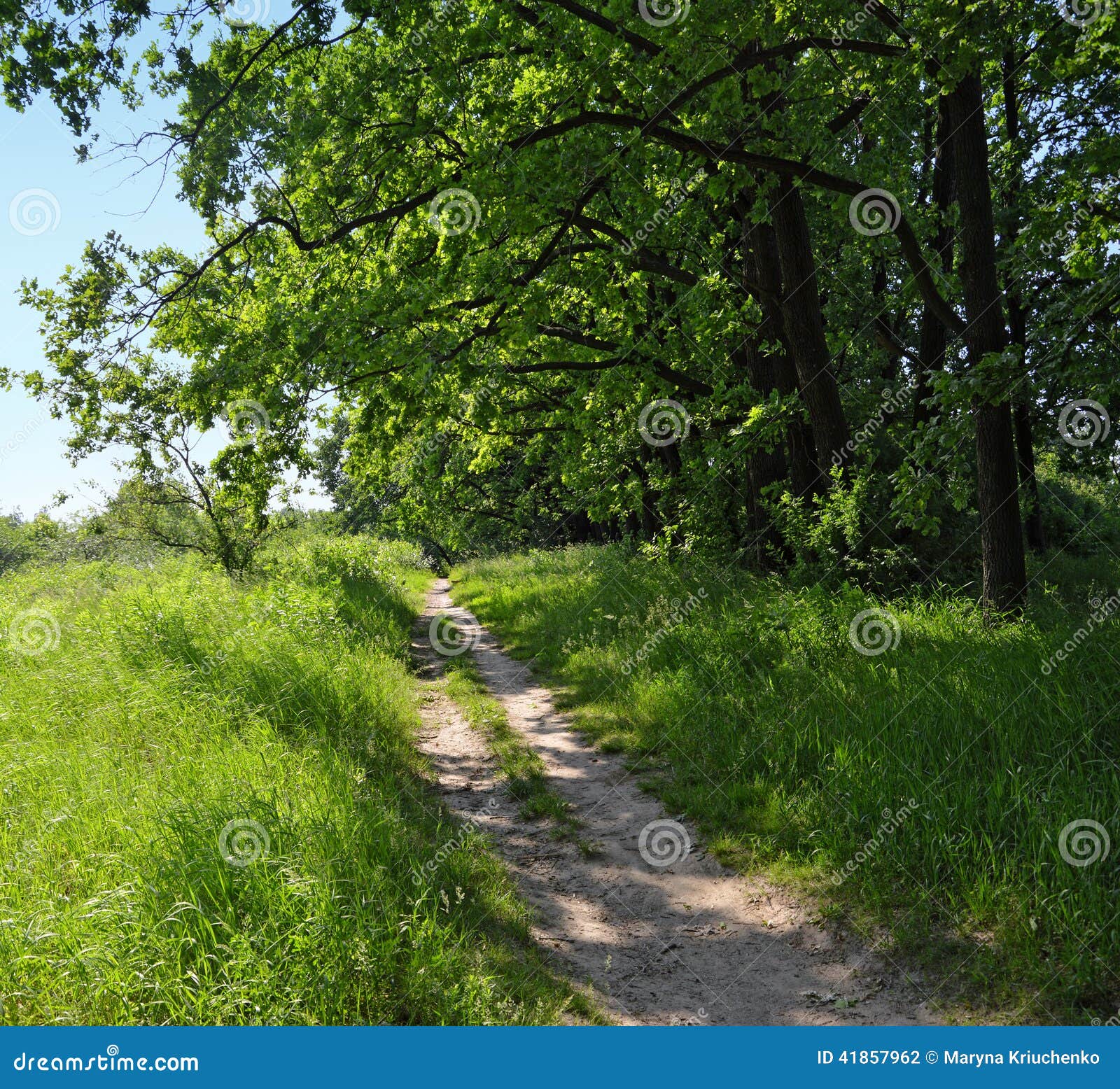 Path in the Shadow of the Branches of Oak Alley Stock Photo - Image of ...