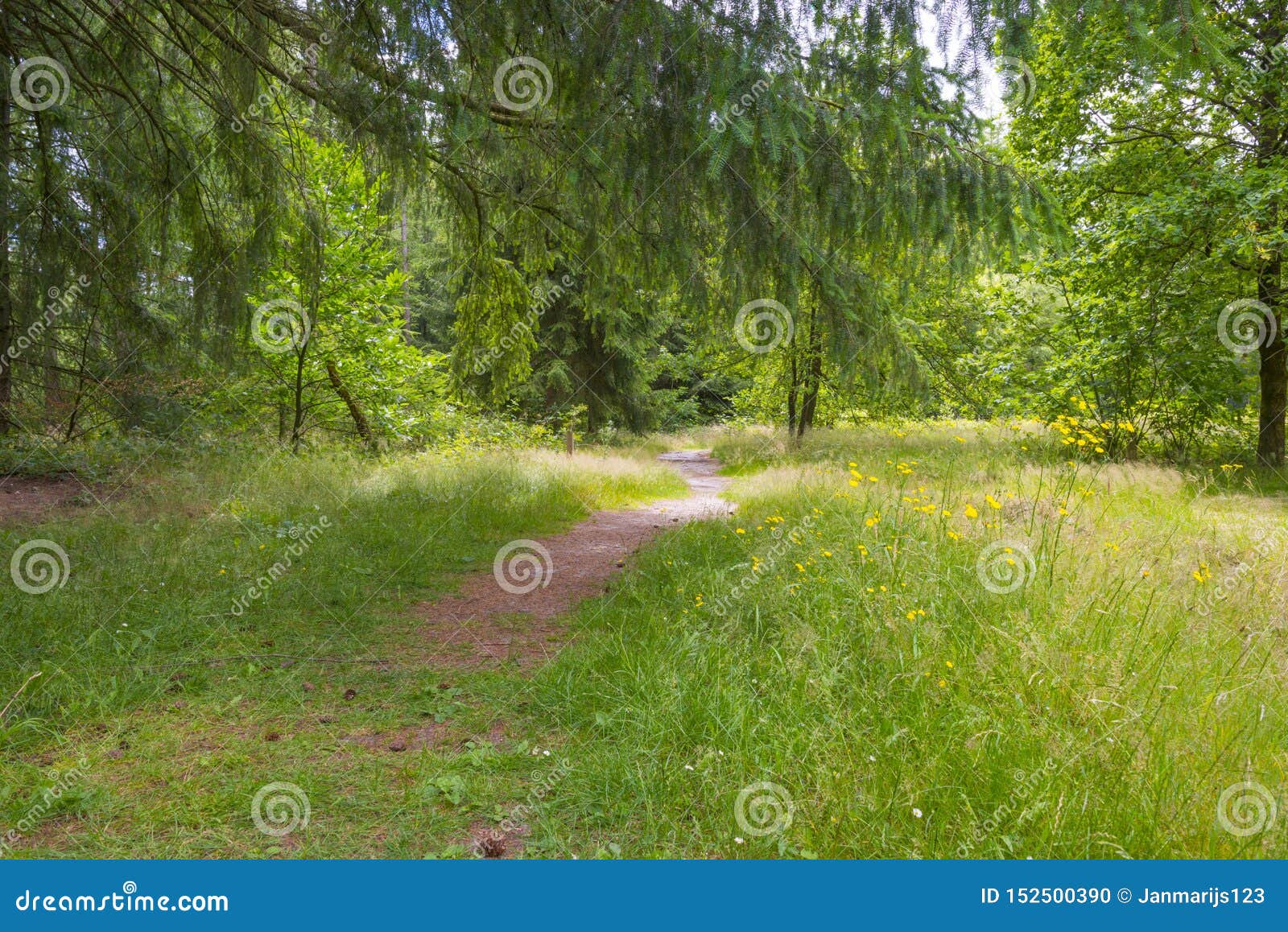 Path in a Shadowy Forest in Sunlight Stock Photo - Image of green ...