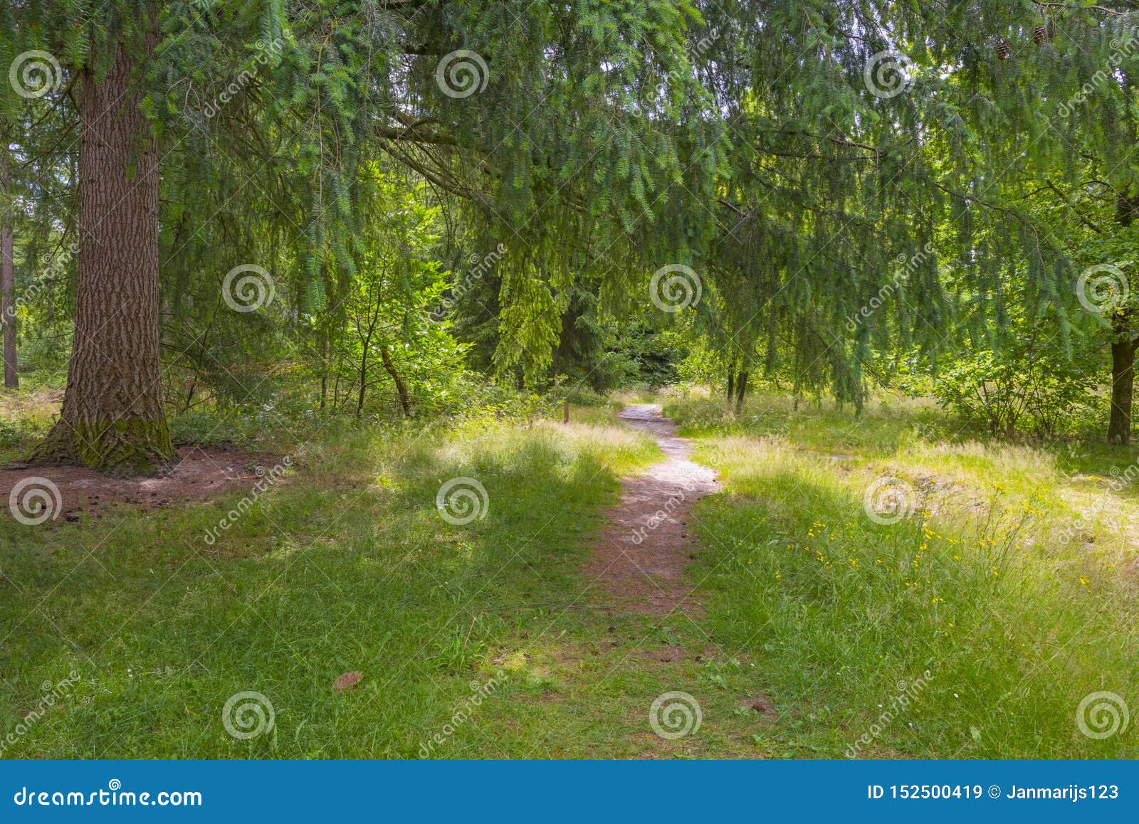 Path in a Shadowy Forest in Sunlight Stock Image - Image of pine ...
