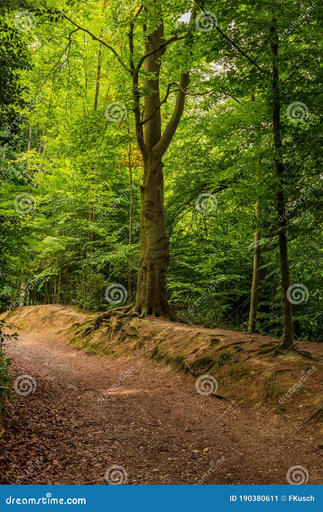 Path through the Shady Forest Stock Image - Image of daylight, trees ...