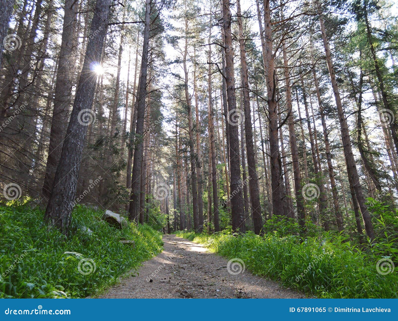 Path in a Shady Pine Forest Stock Image - Image of season, stem: 67891065