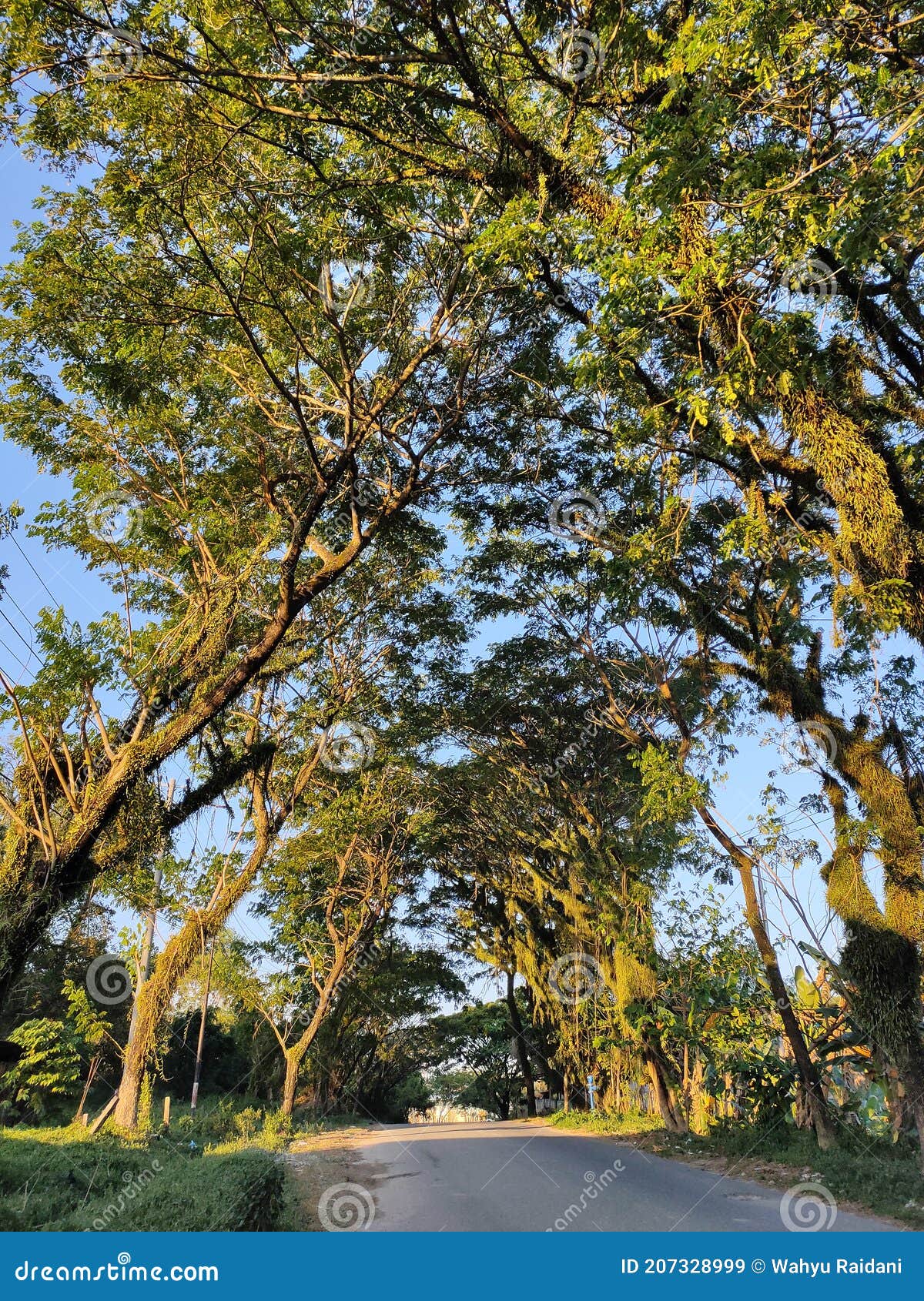 A Path with Shady Trees Around it Stock Image - Image of sunlight ...