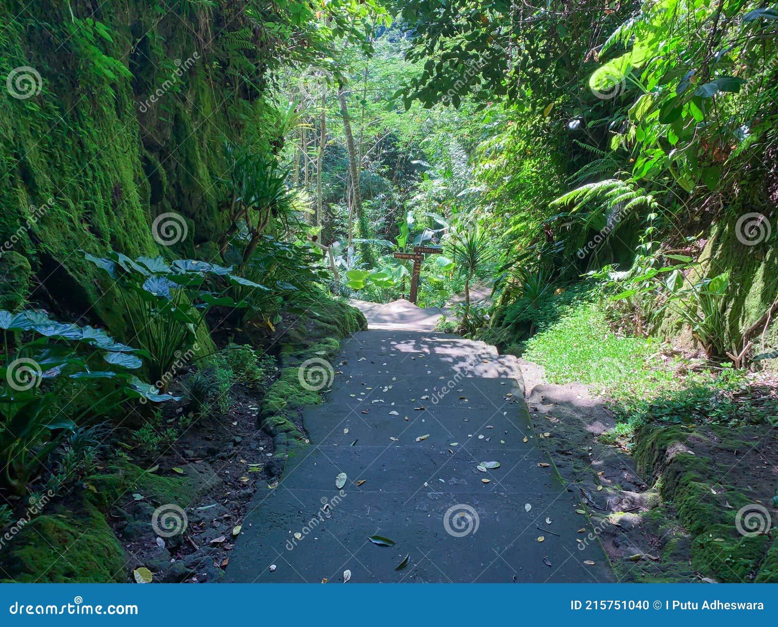 The Path between the Shady Trees. Stock Photo - Image of scenic ...