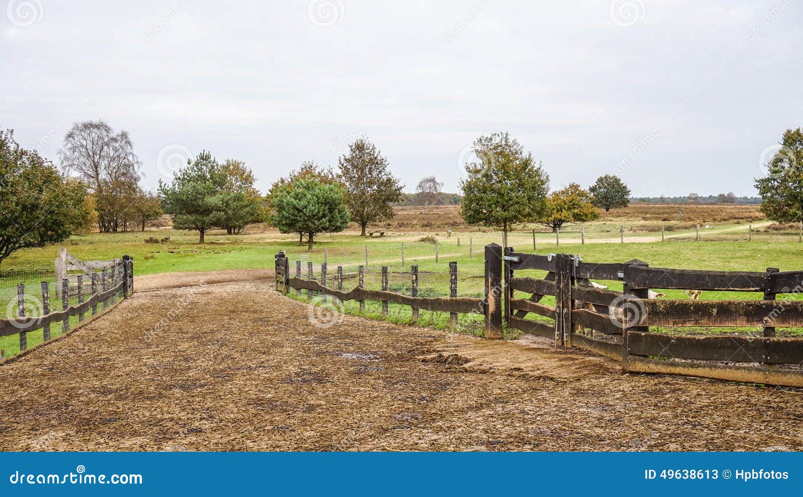 A Path for the Sheep To Get To the Barn Stock Image - Image of natural ...