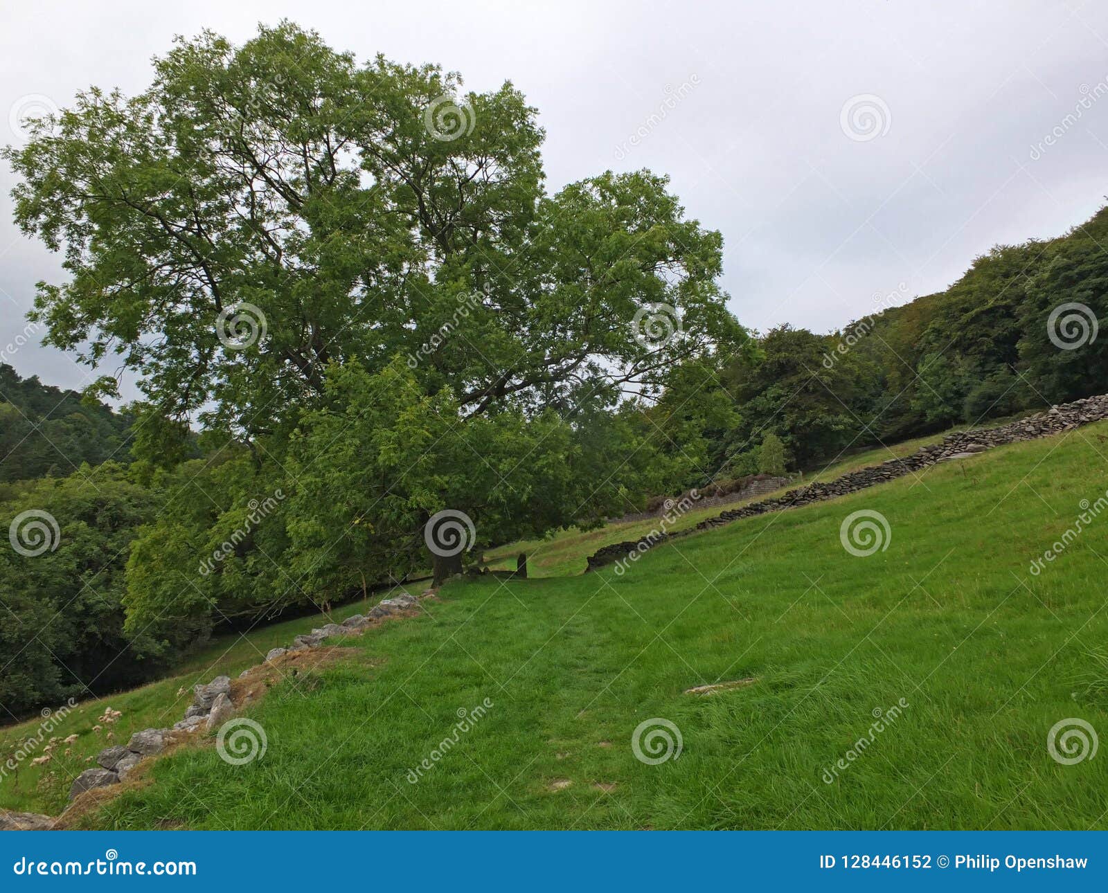 Path in a Sloping Hillside Meadow with an Old Stone Wall and Single ...